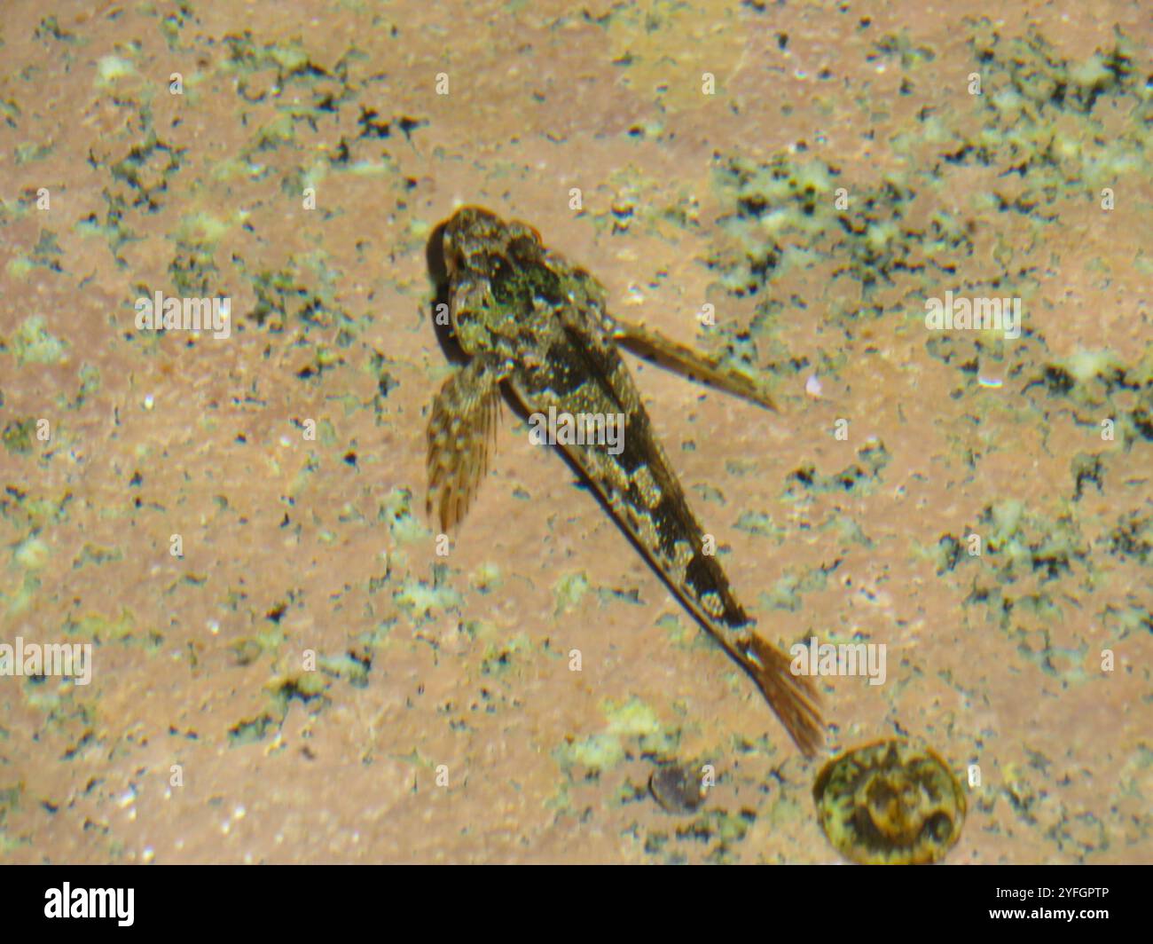 Tidepool Sculpin (Oligocottus maculosus Stock Photo - Alamy