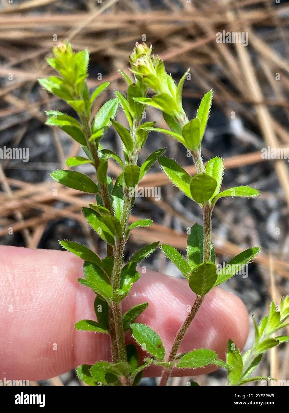 Hairy Pinweed (Lechea mucronata Stock Photo - Alamy