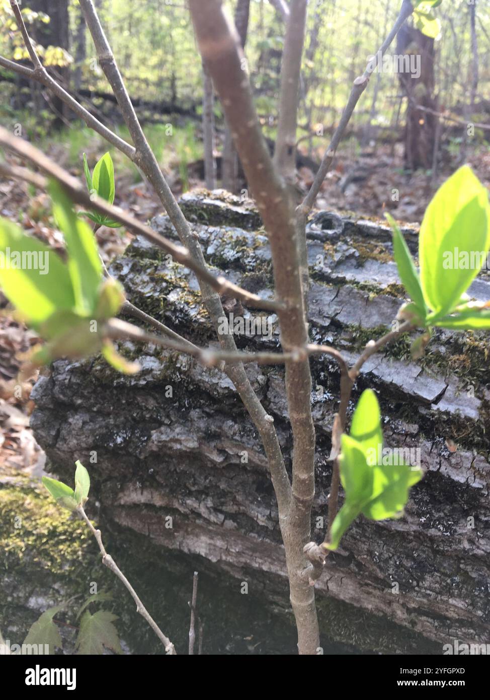 eastern leatherwood (Dirca palustris Stock Photo - Alamy