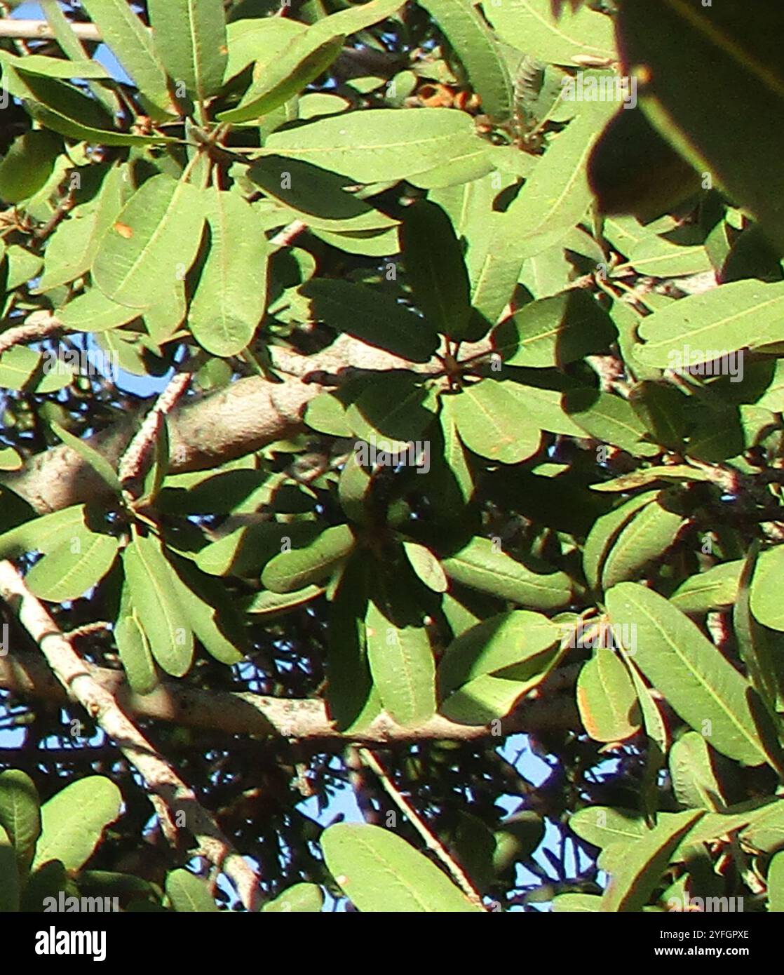 Pappea capensis hi-res stock photography and images - Alamy