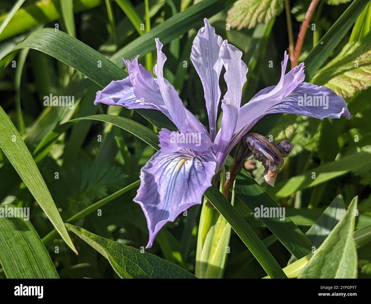 Douglas iris (Iris douglasiana Stock Photo - Alamy