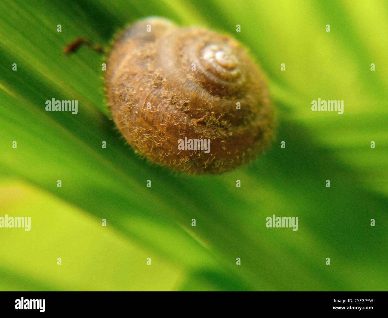 Hairy Snail (Trochulus hispidus Stock Photo - Alamy