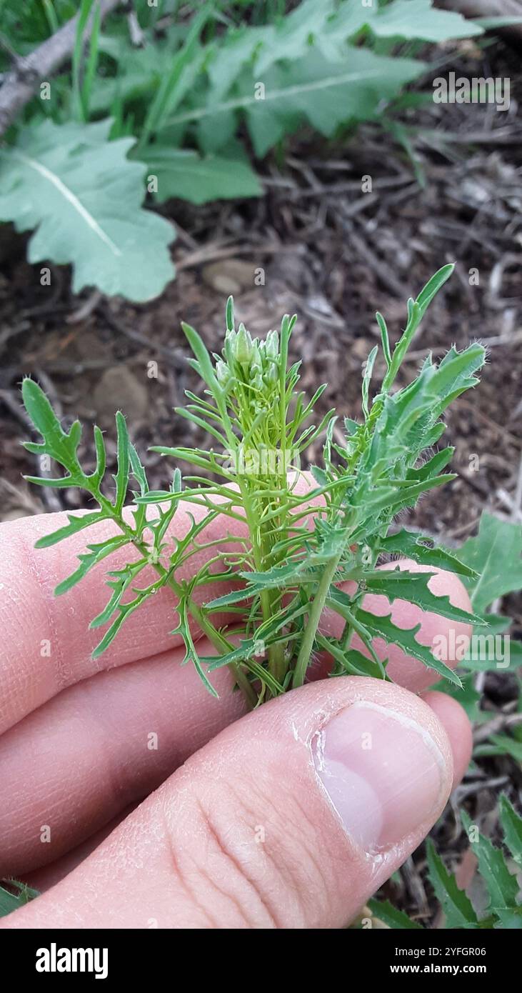 Tall Tumblemustard (Sisymbrium altissimum Stock Photo - Alamy