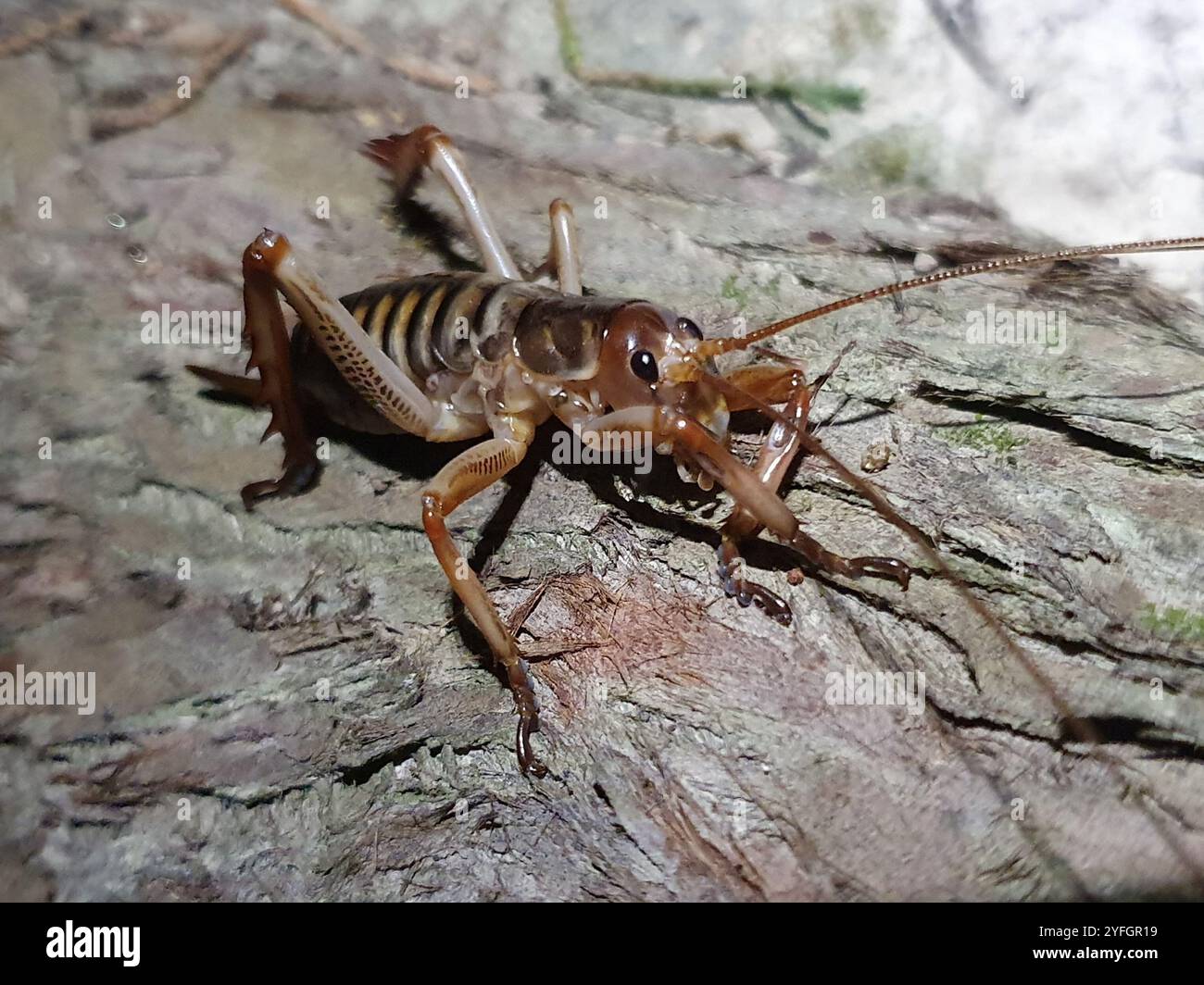 Wellington Tree Wētā (Hemideina crassidens Stock Photo - Alamy