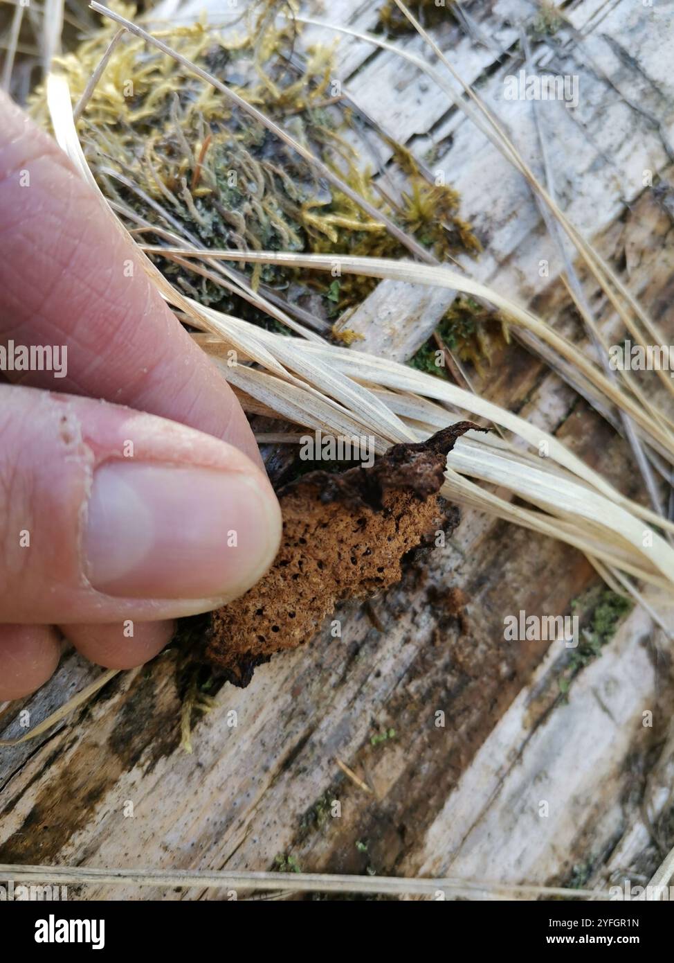 Benzoin bracket hi-res stock photography and images - Alamy