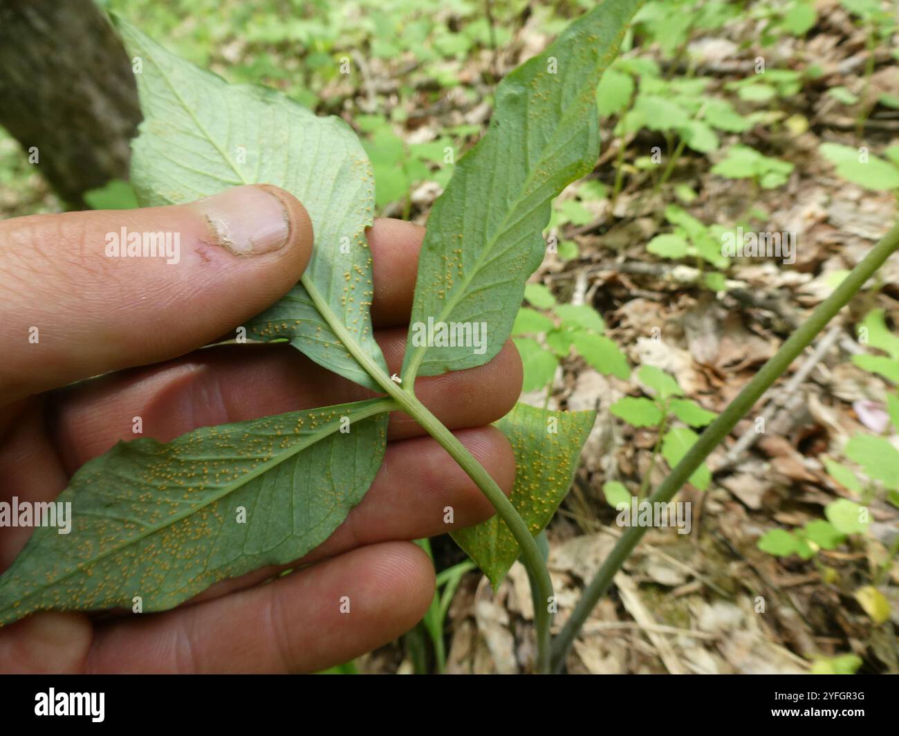 Jack-in-the-Pulpit Rust (Uromyces ari-triphylli Stock Photo - Alamy