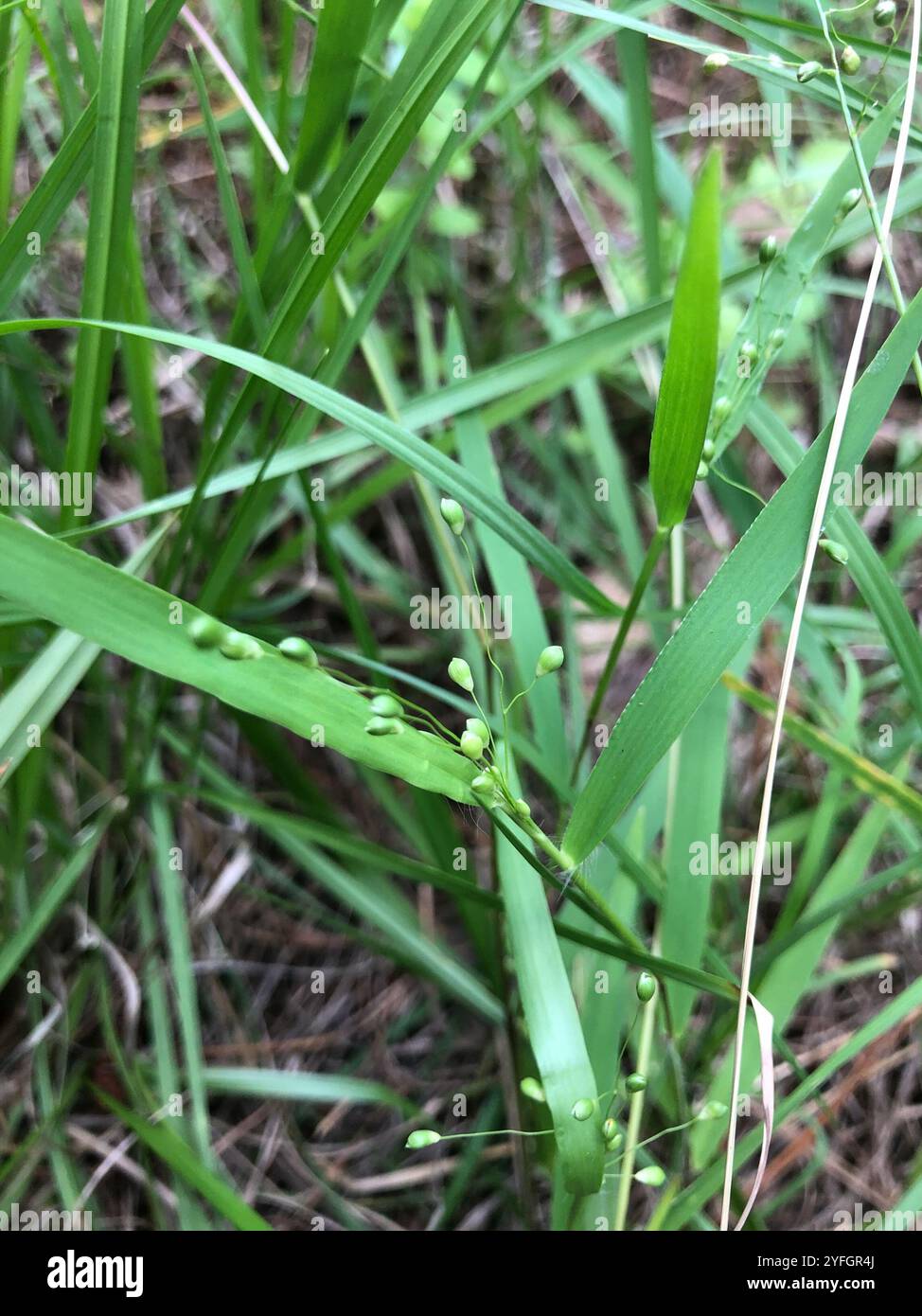 Scribner's Panicgrass (Dichanthelium scribnerianum Stock Photo - Alamy