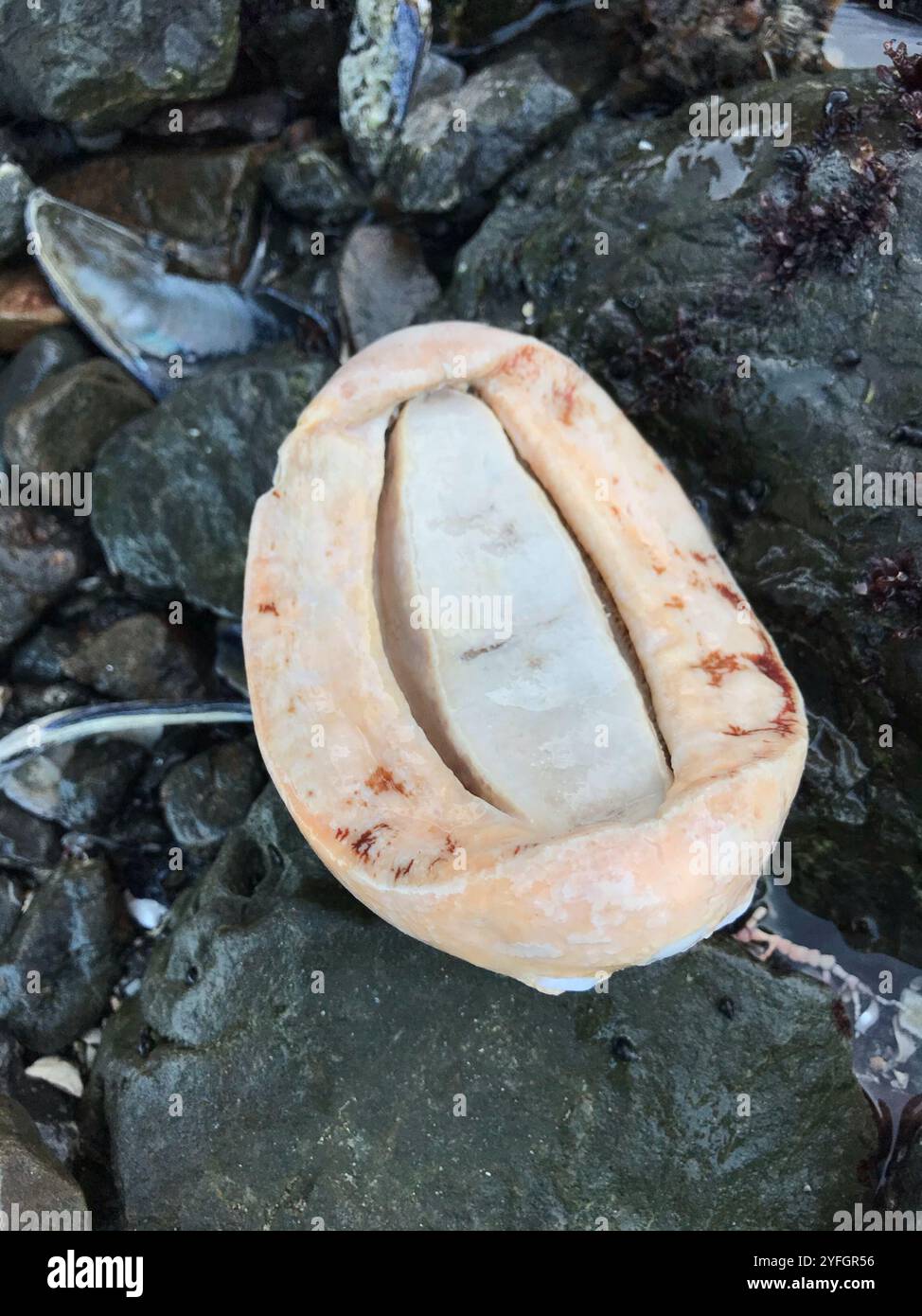 Gumboot Chiton (Cryptochiton stelleri Stock Photo - Alamy