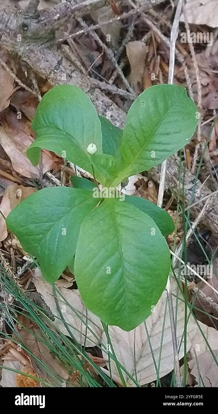 Arctic Starflower (Lysimachia europaea Stock Photo - Alamy