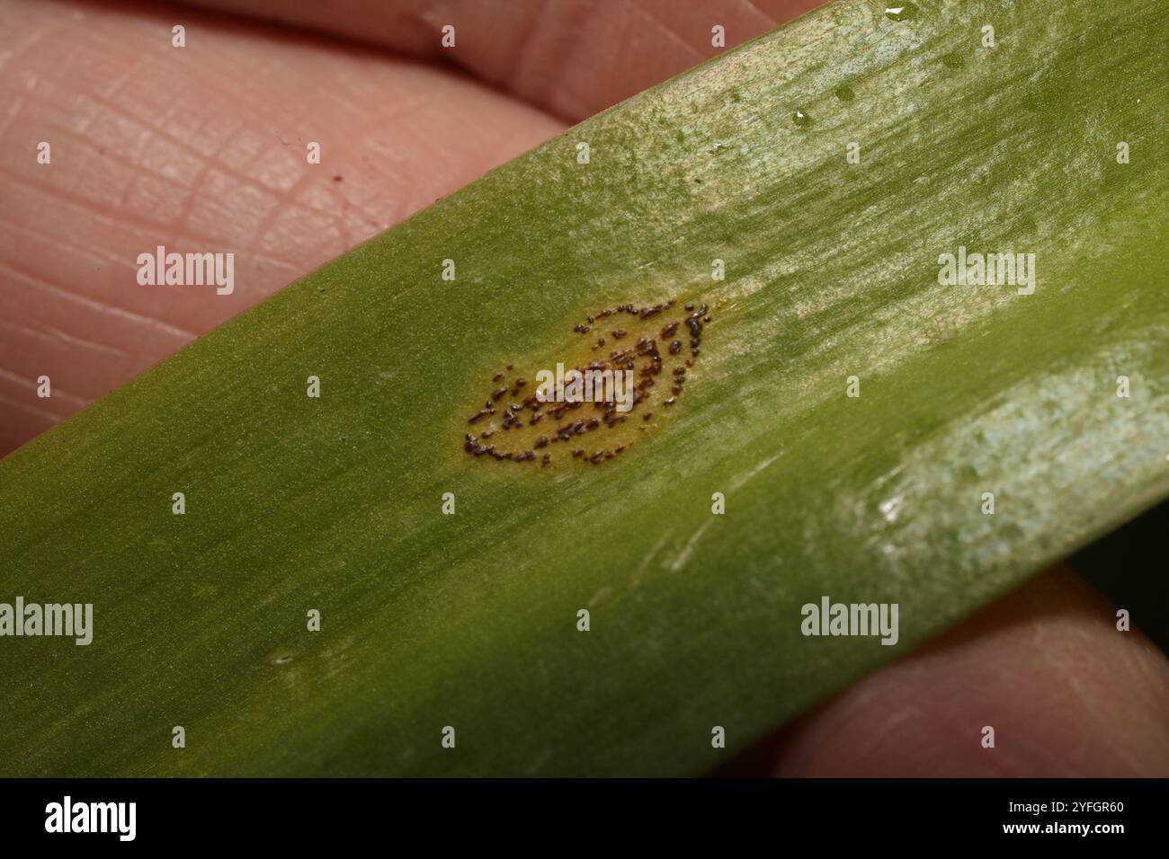 Bluebell rust (Uromyces hyacinthi Stock Photo - Alamy