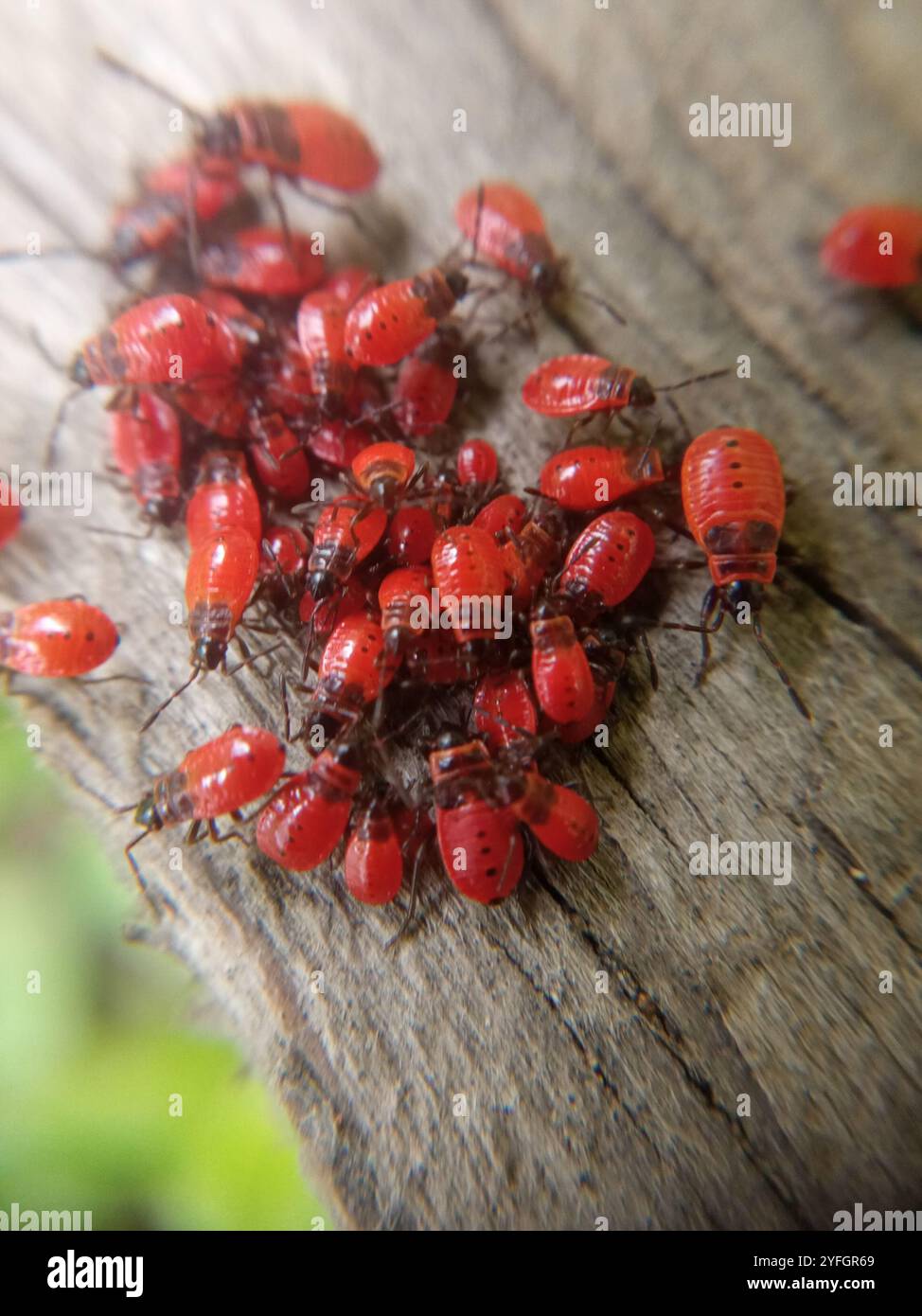 European Firebug (Pyrrhocoris apterus Stock Photo - Alamy