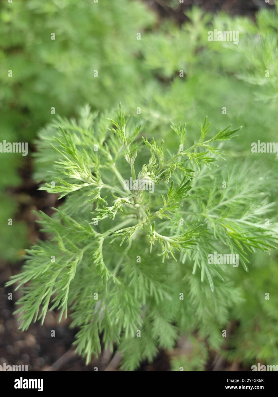 sweet annie (Artemisia annua Stock Photo - Alamy