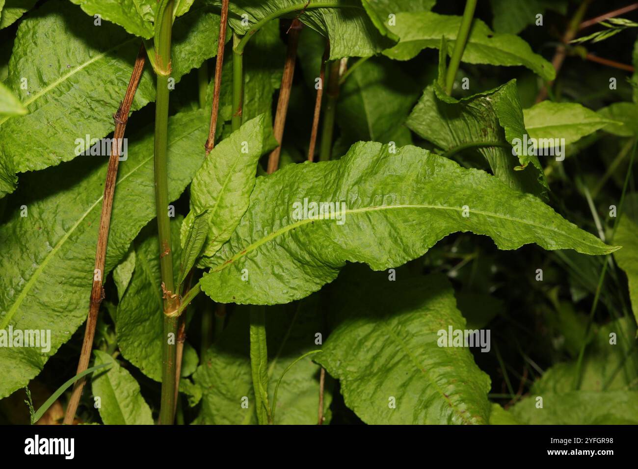 Clustered Dock (Rumex conglomeratus Stock Photo - Alamy