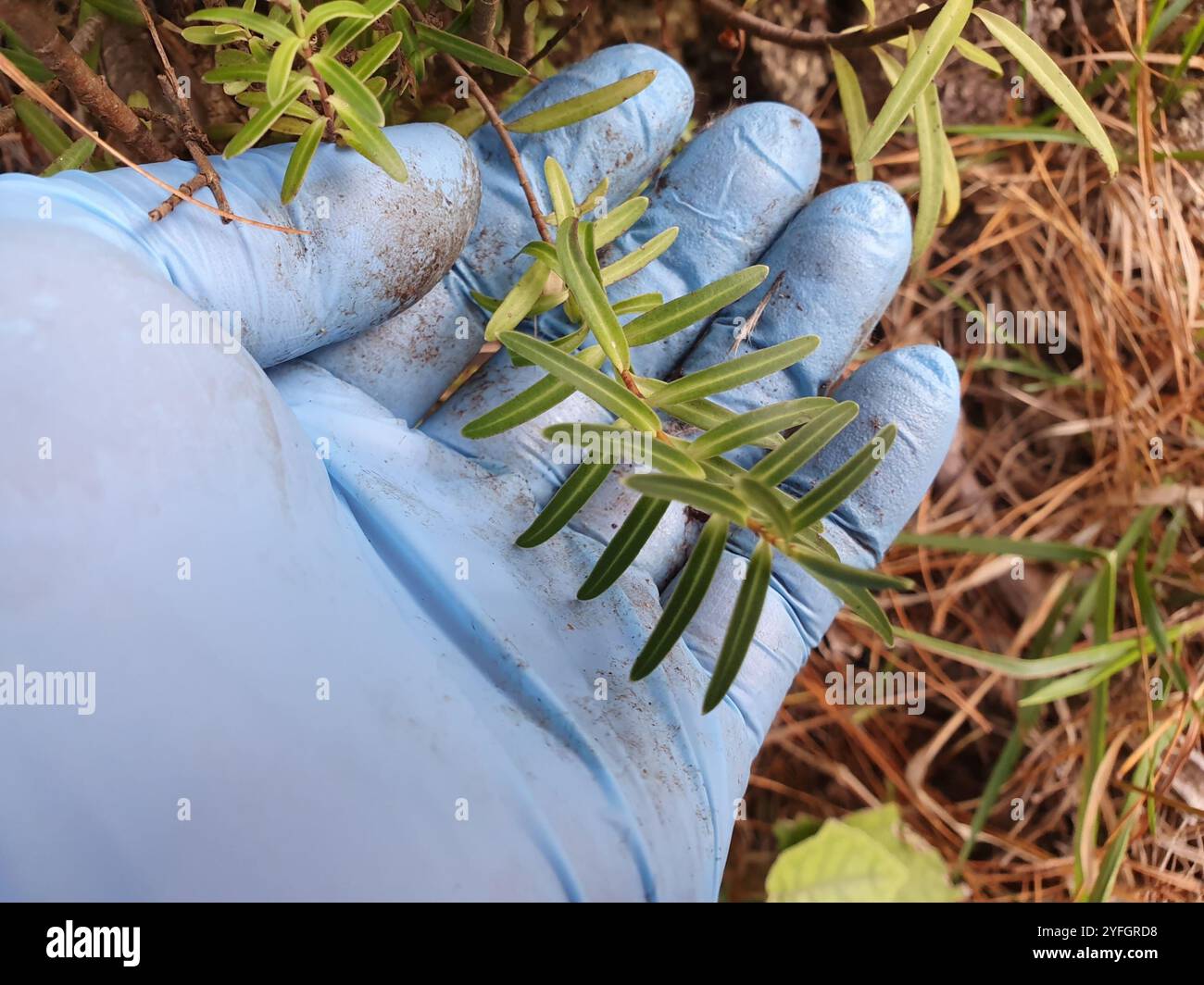 Tree Hebe (Veronica parviflora Stock Photo - Alamy