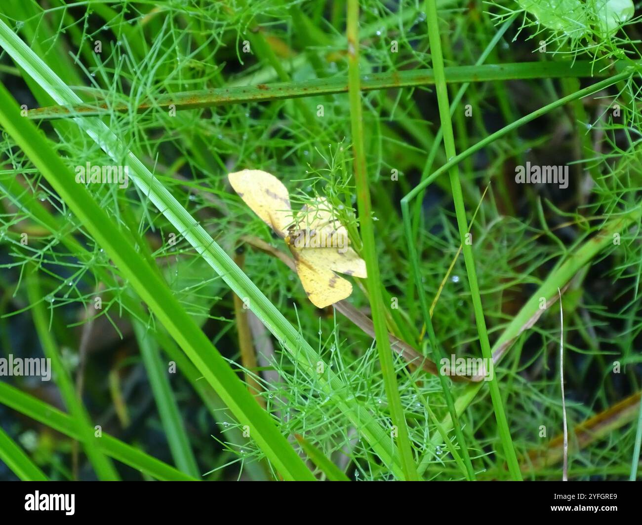 Crocus Geometer Moths (Xanthotype Stock Photo - Alamy