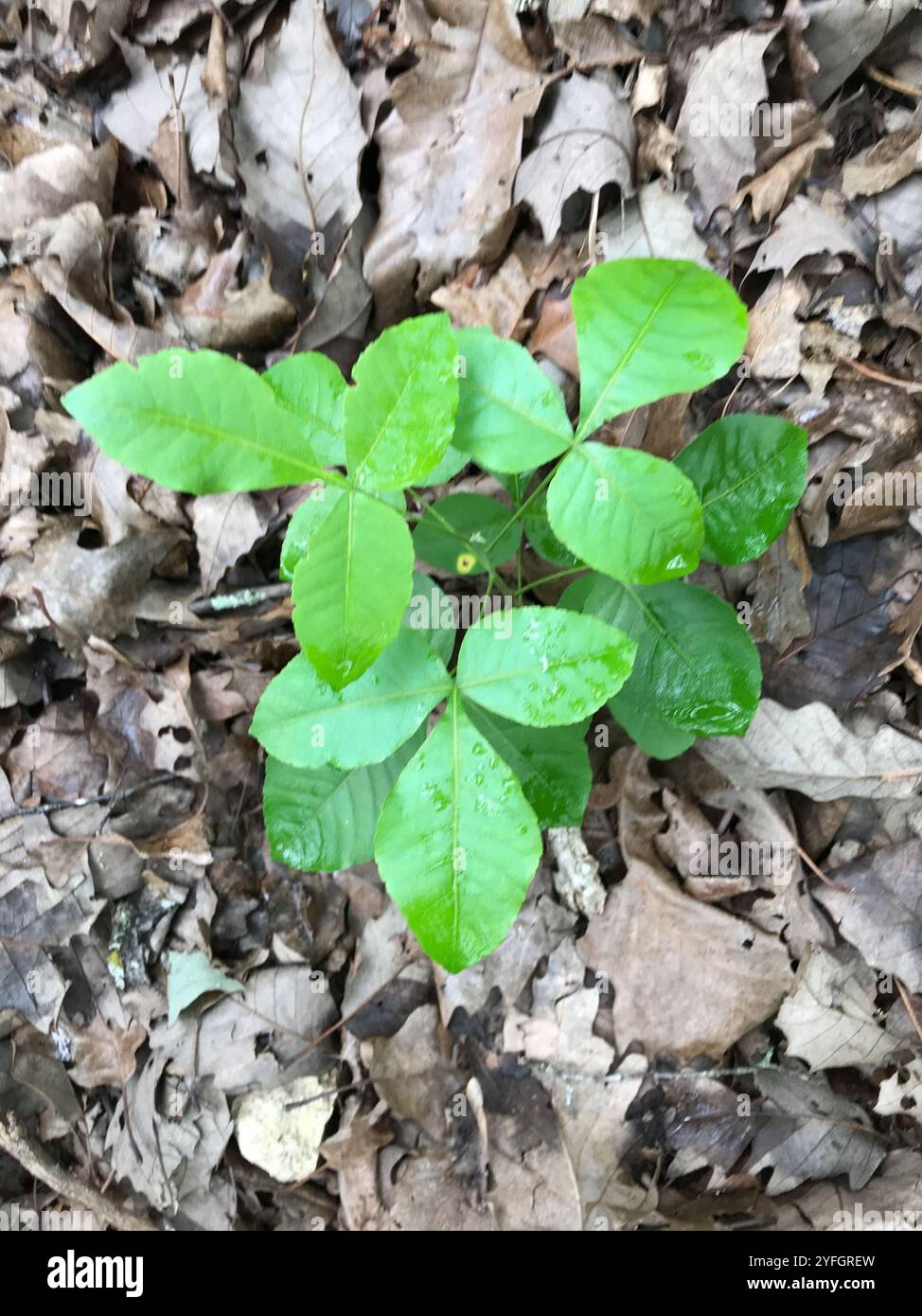 common hoptree (Ptelea trifoliata Stock Photo - Alamy