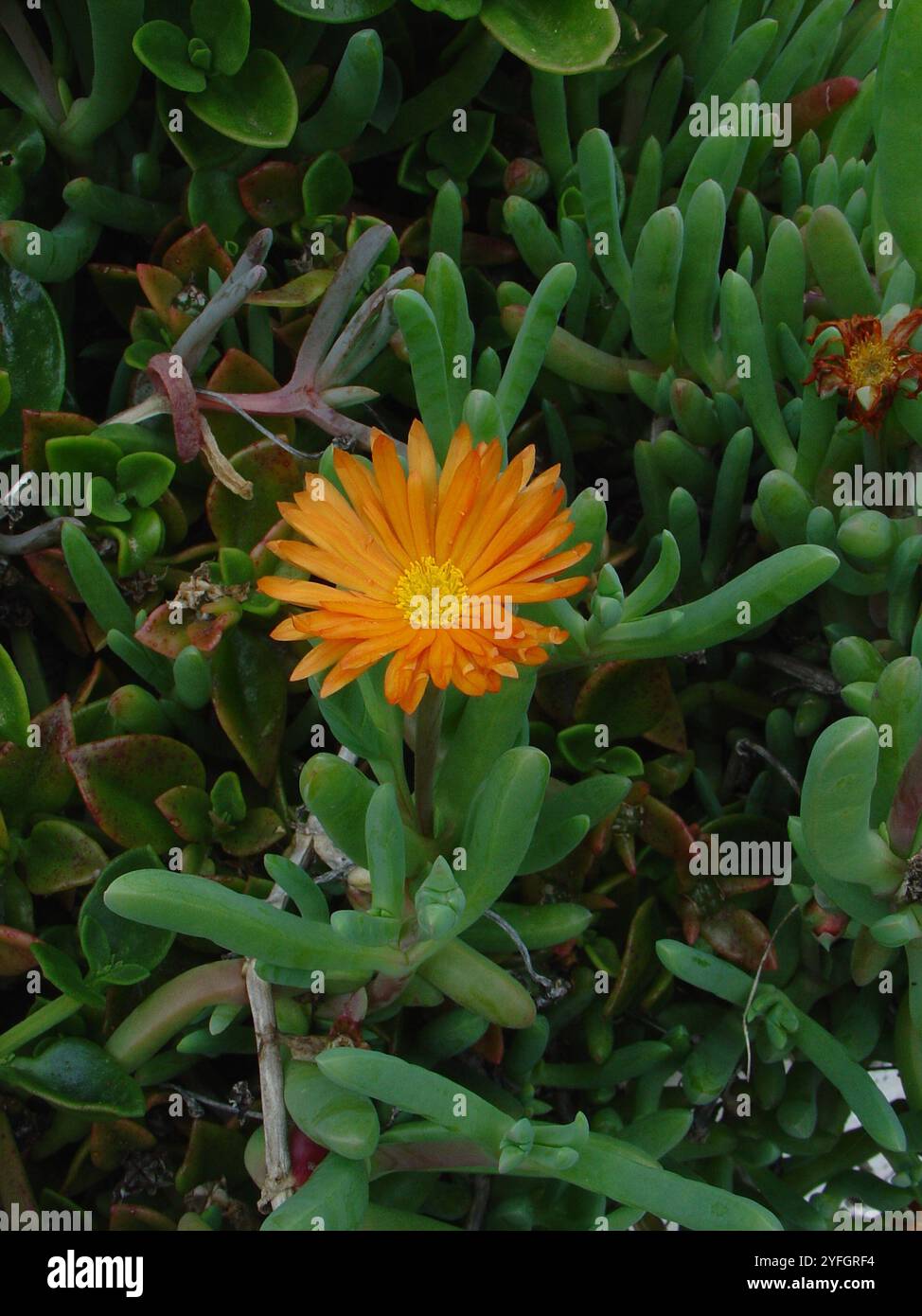 Mesemb hi-res stock photography and images - Alamy