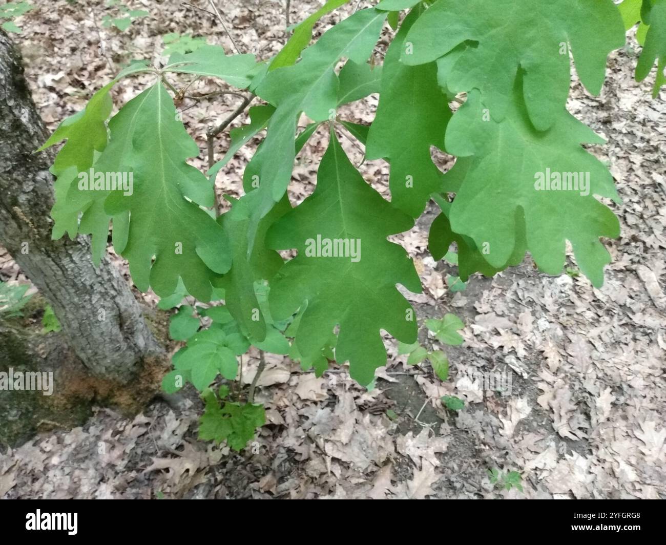 white oak (Quercus alba Stock Photo - Alamy