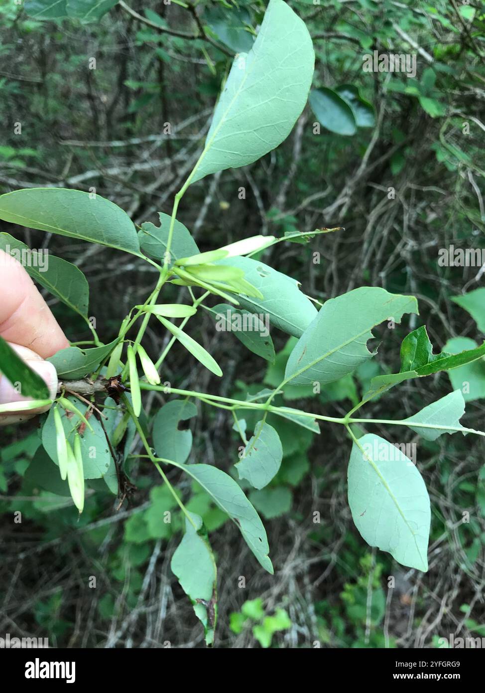 Texas ash (Fraxinus albicans Stock Photo - Alamy