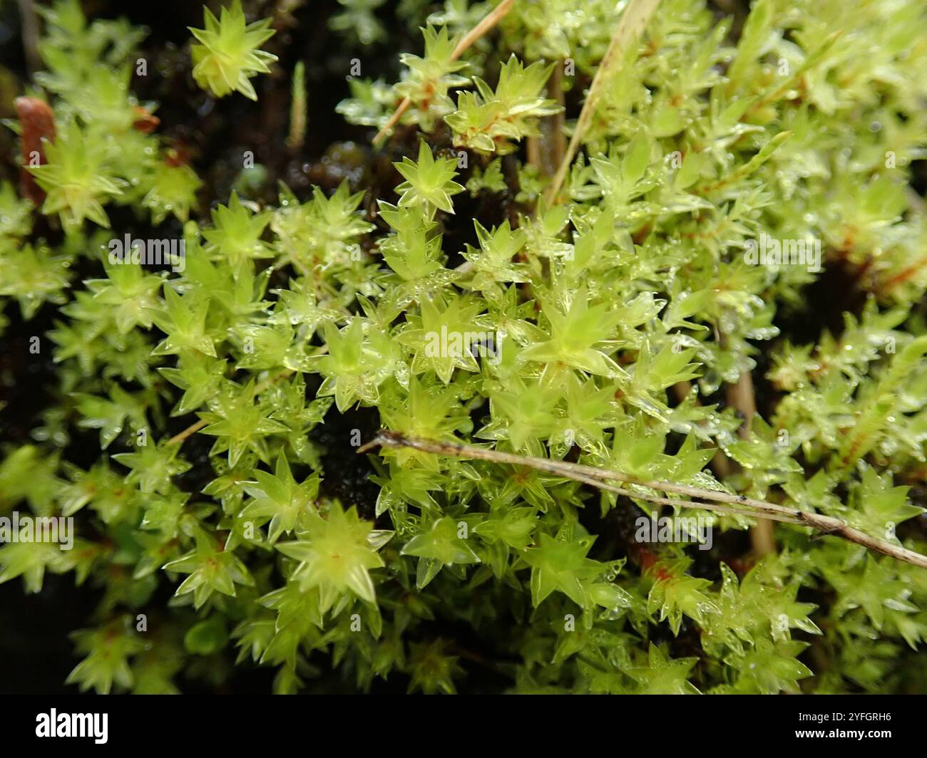 Long-leaved Thread Moss (Ptychostomum pseudotriquetrum Stock Photo - Alamy