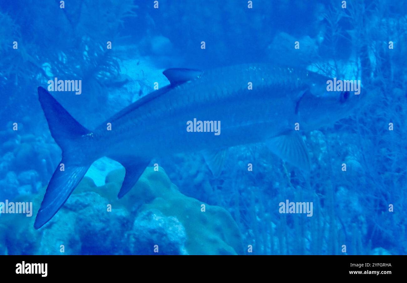 Atlantic Tarpon (Megalops atlanticus Stock Photo - Alamy