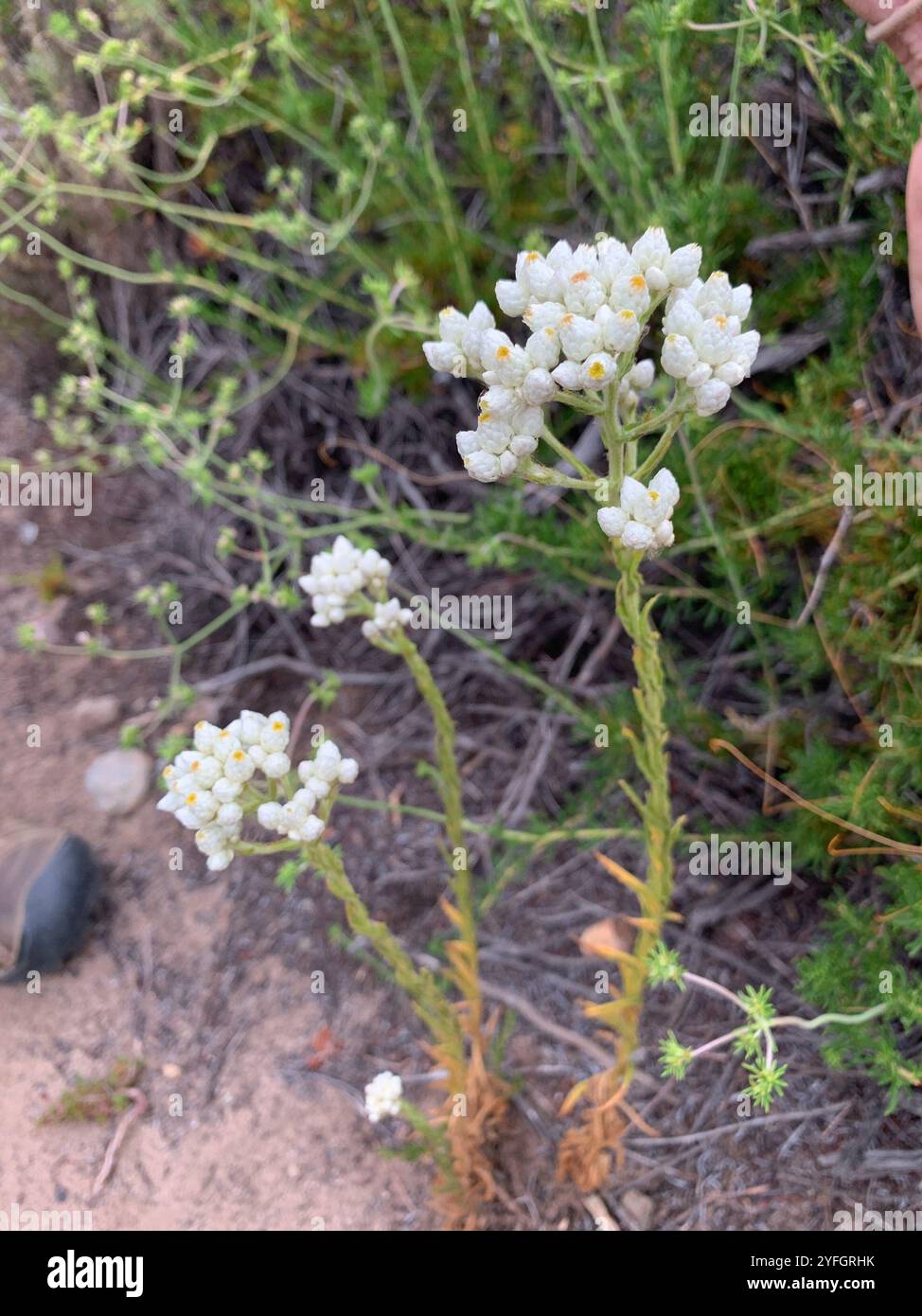California cudweed (Pseudognaphalium californicum Stock Photo - Alamy