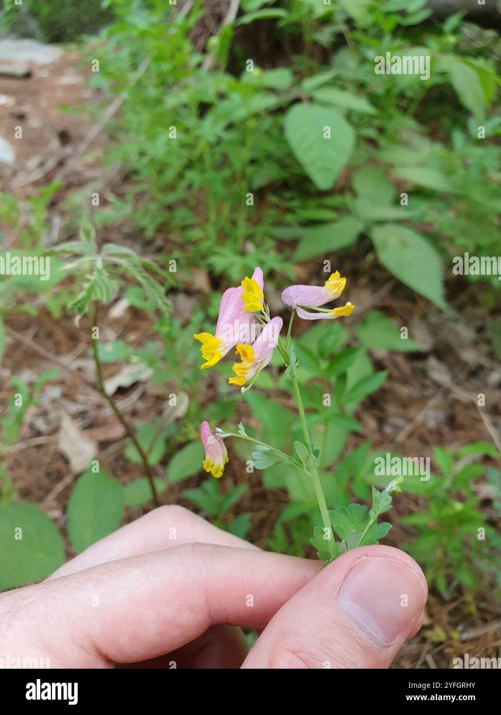 Capnoides sempervirens hi-res stock photography and images - Alamy