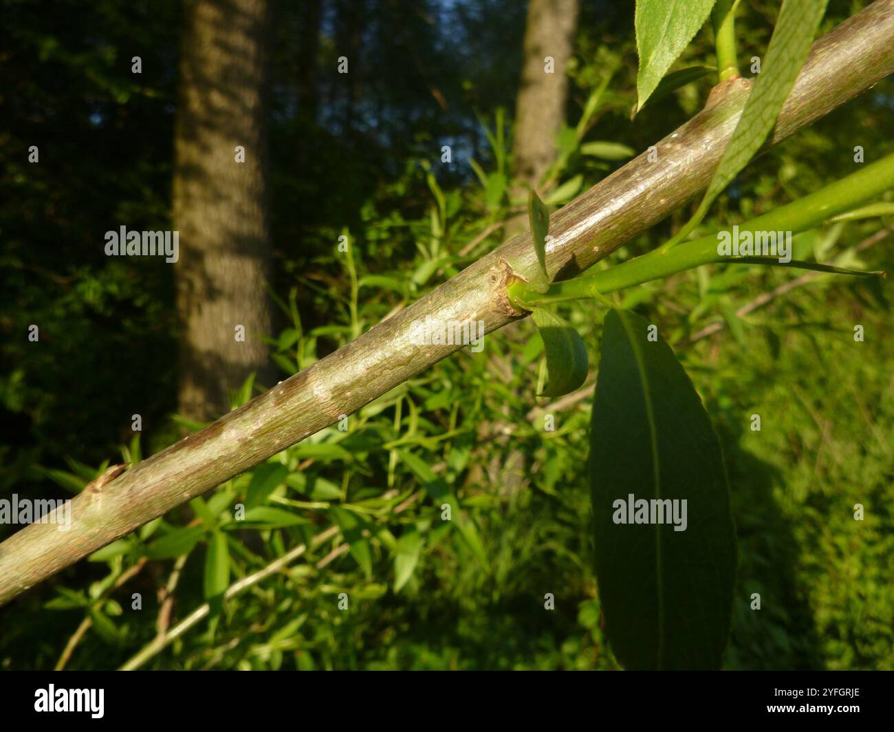 Almond Willow (Salix triandra Stock Photo - Alamy