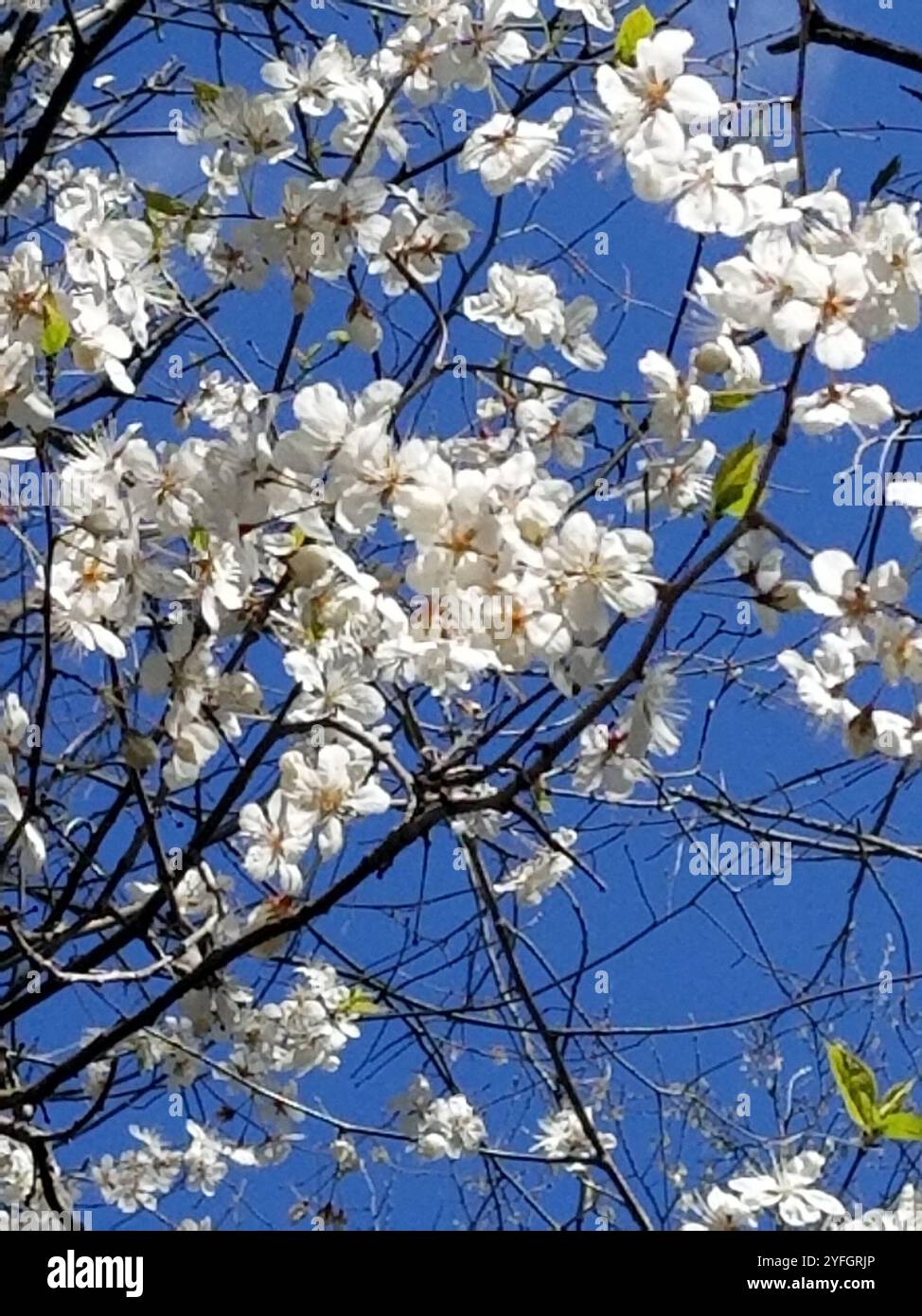 Canada plum (Prunus nigra Stock Photo - Alamy