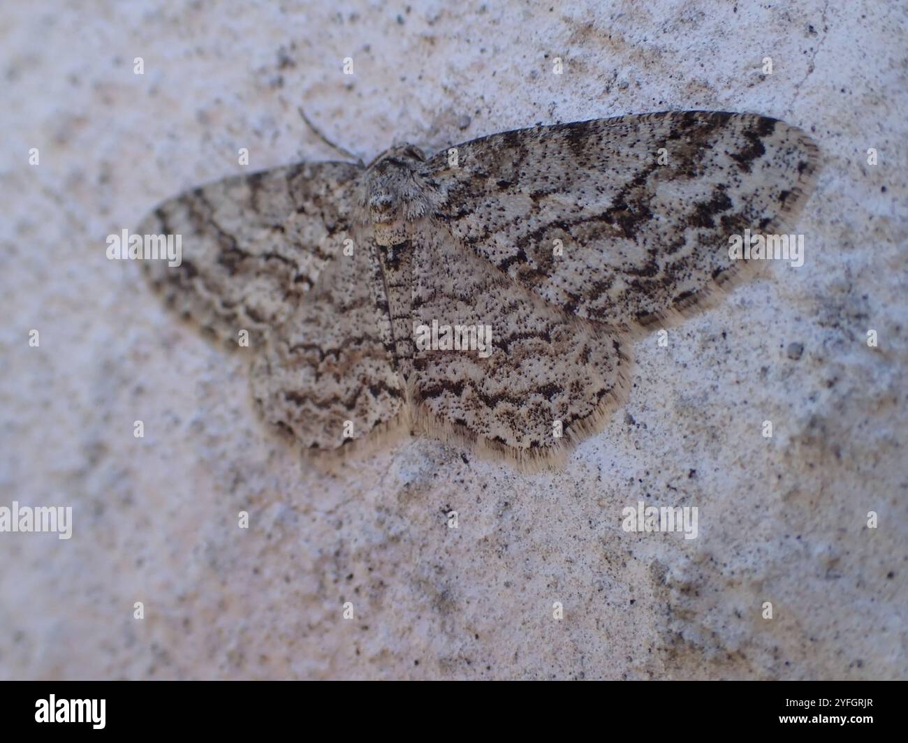 Small Engrailed (Ectropis crepuscularia Stock Photo - Alamy