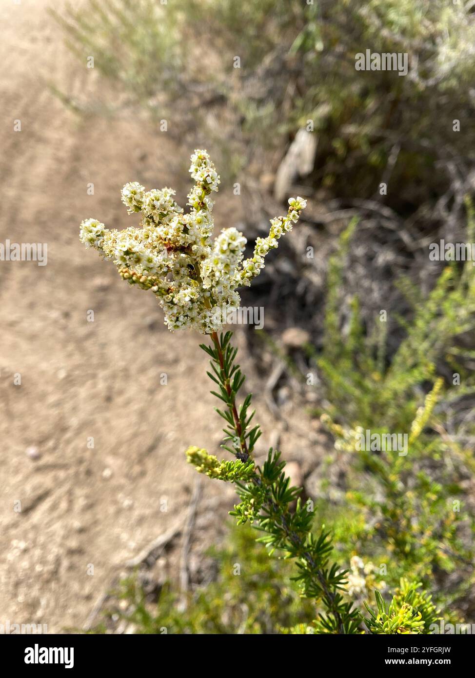 Adenostoma fasciculatum hi-res stock photography and images - Alamy
