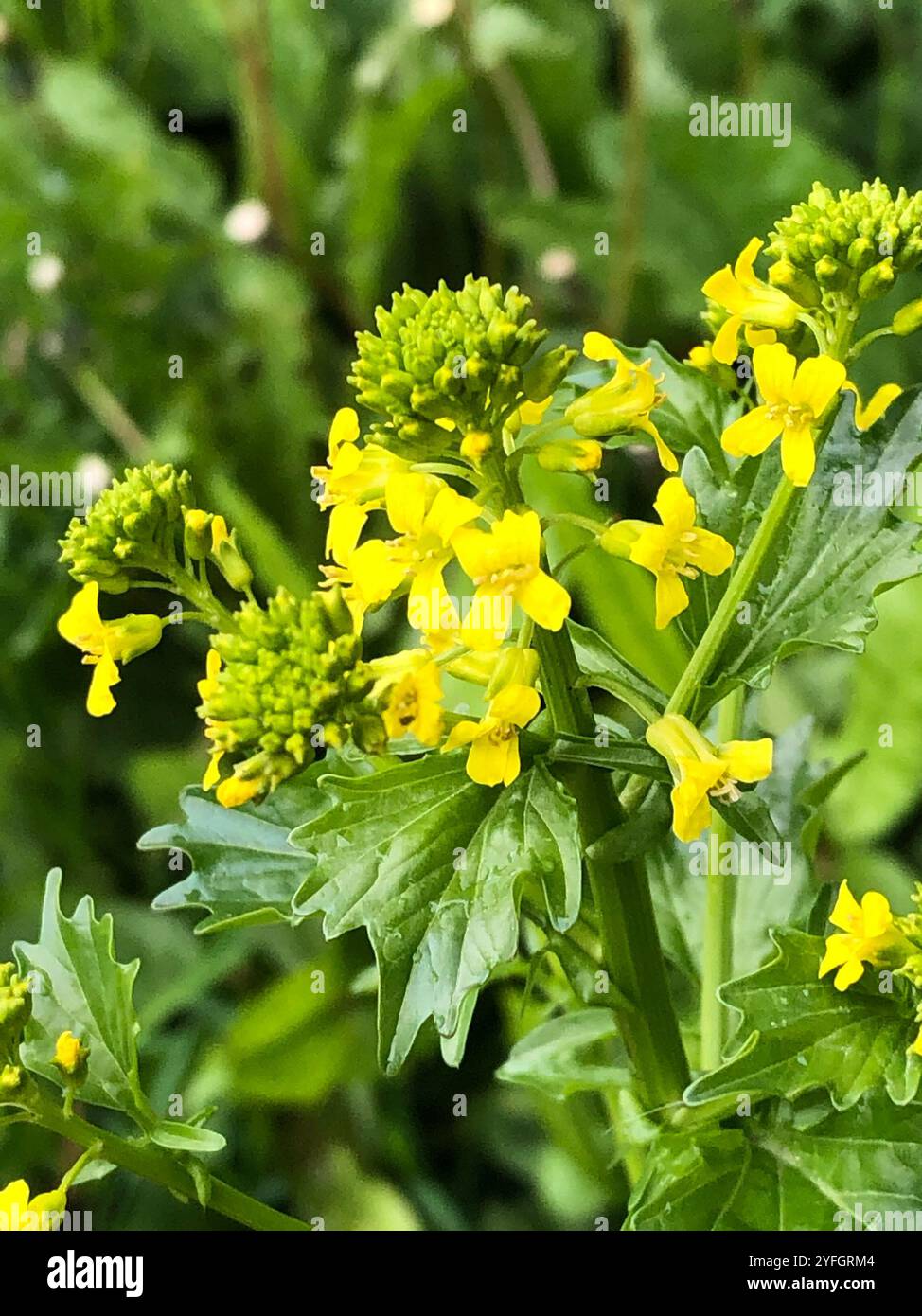 bitter wintercress (Barbarea vulgaris Stock Photo - Alamy