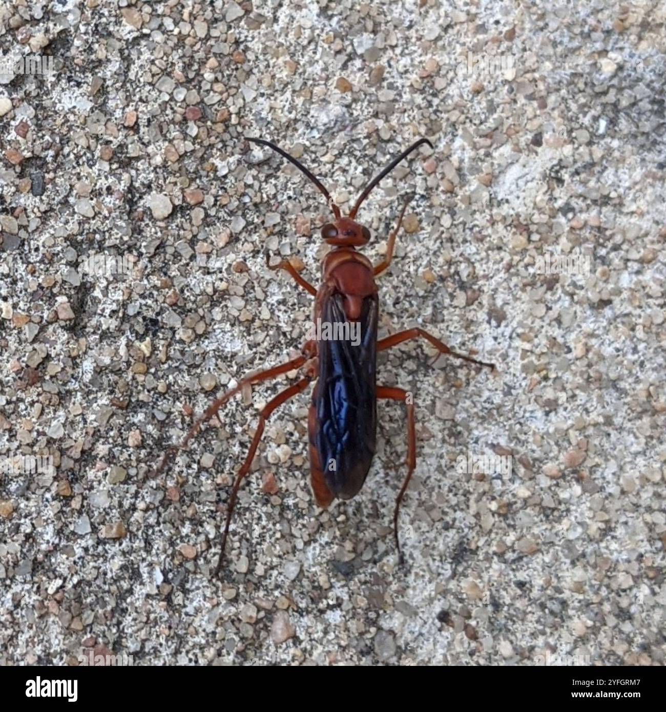 Rusty Spider Wasp (Tachypompilus ferrugineus Stock Photo - Alamy