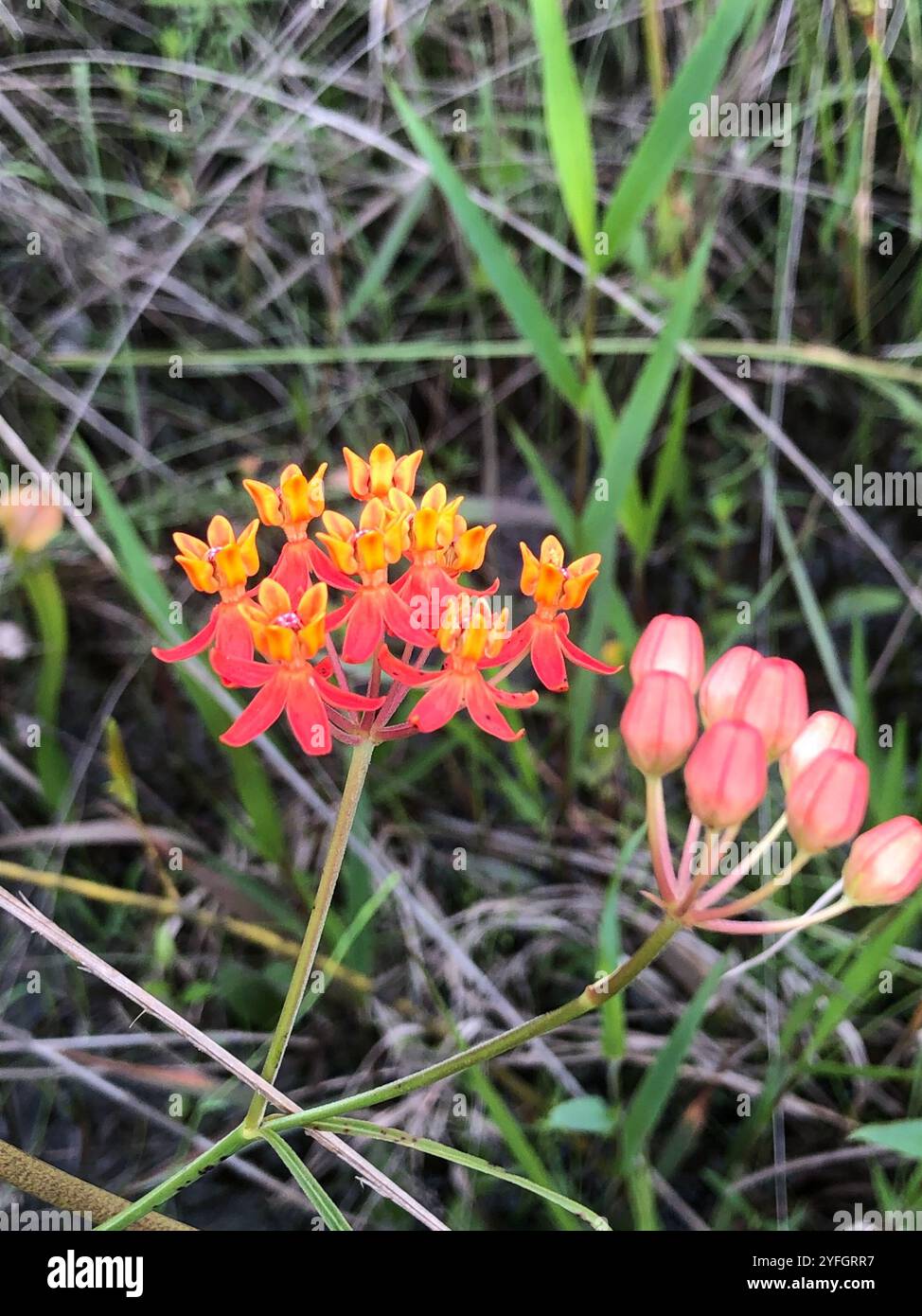 Asclepias lanceolata hi-res stock photography and images - Alamy
