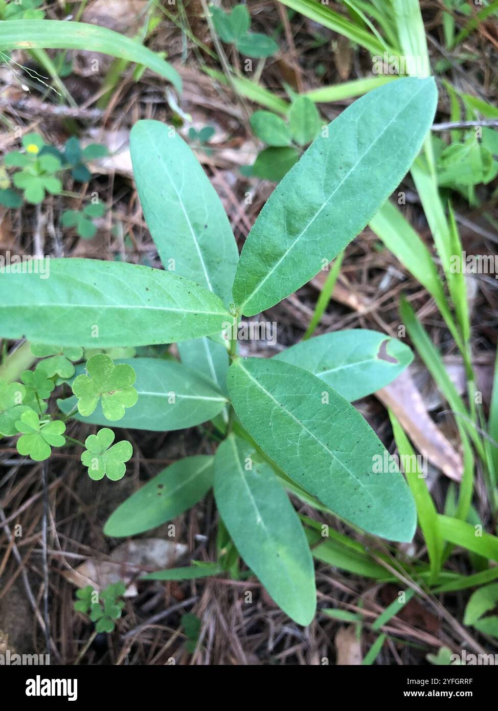 green comet milkweed (Asclepias viridiflora Stock Photo - Alamy