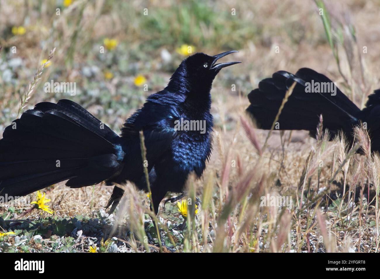 Great-tailed Grackle (Quiscalus mexicanus Stock Photo - Alamy