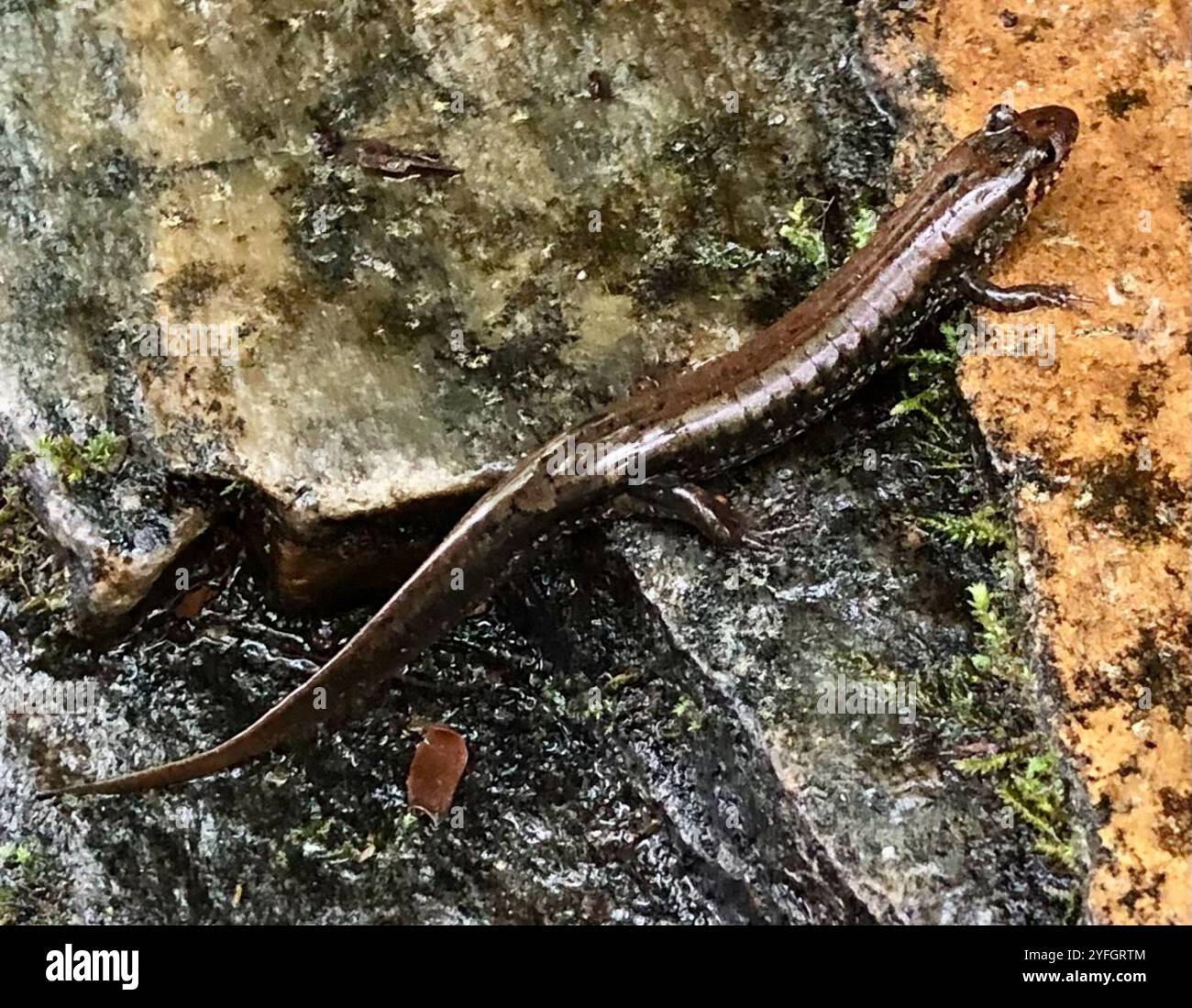 Wolf Dusky Salamander (Desmognathus lycos Stock Photo - Alamy