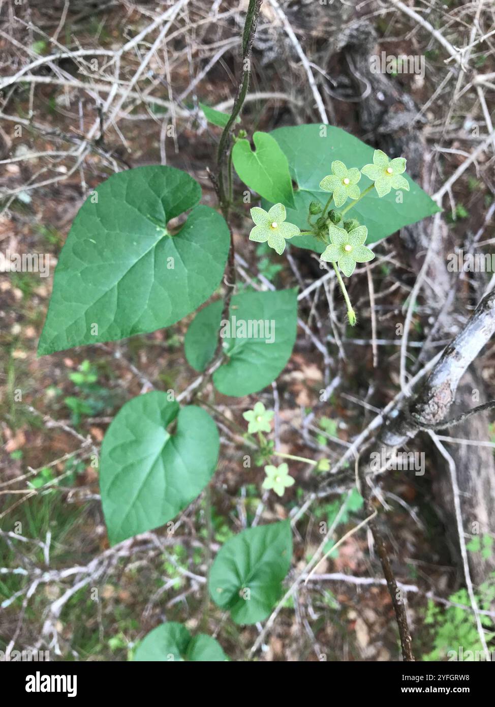 Pearl Milkweed (Matelea reticulata Stock Photo - Alamy