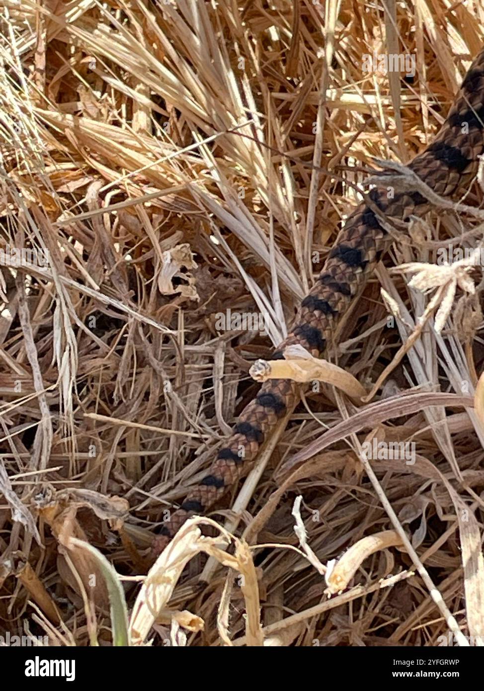 Pacific Gopher Snake (Pituophis catenifer catenifer Stock Photo - Alamy