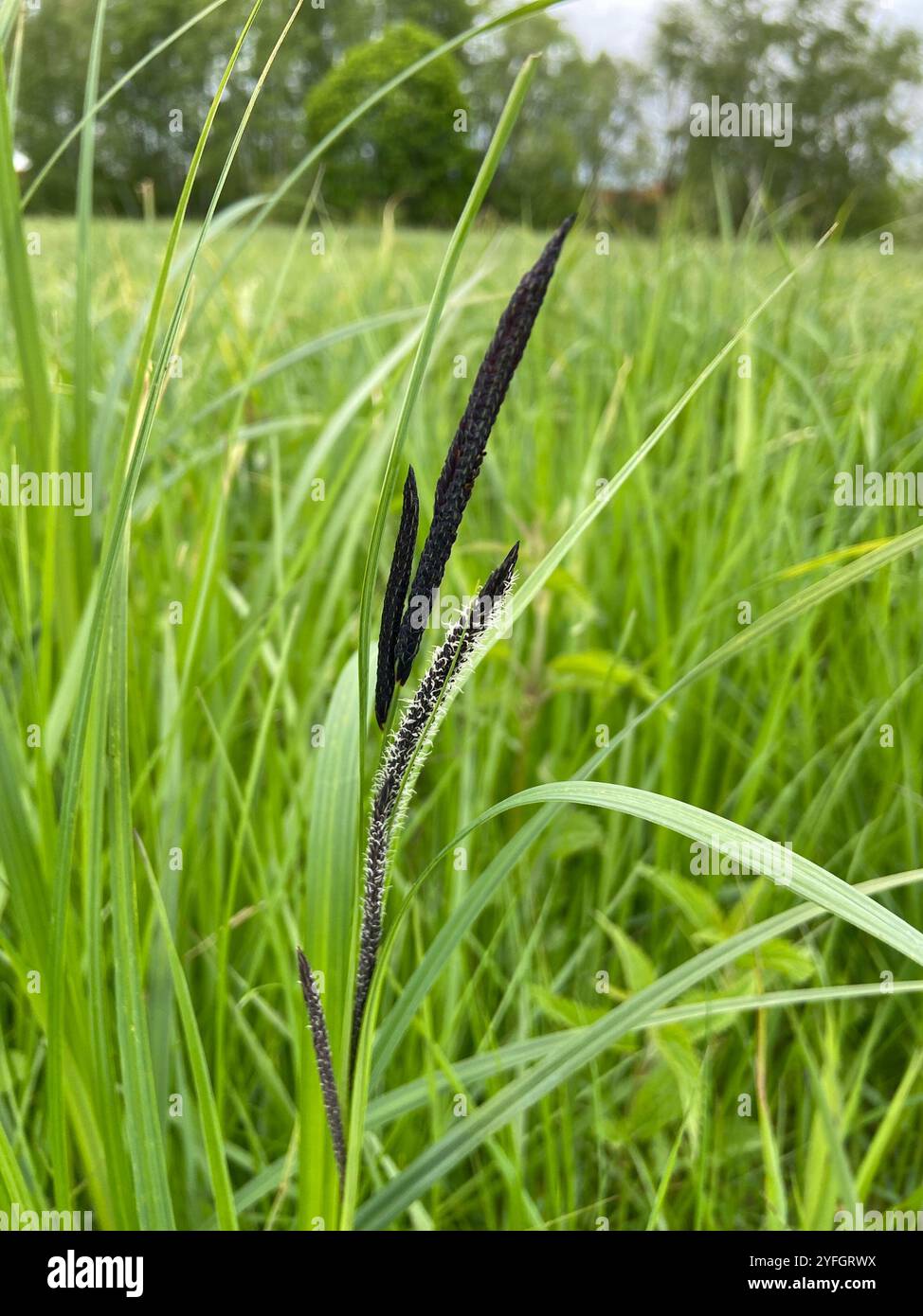 slender tufted-sedge (Carex acuta Stock Photo - Alamy