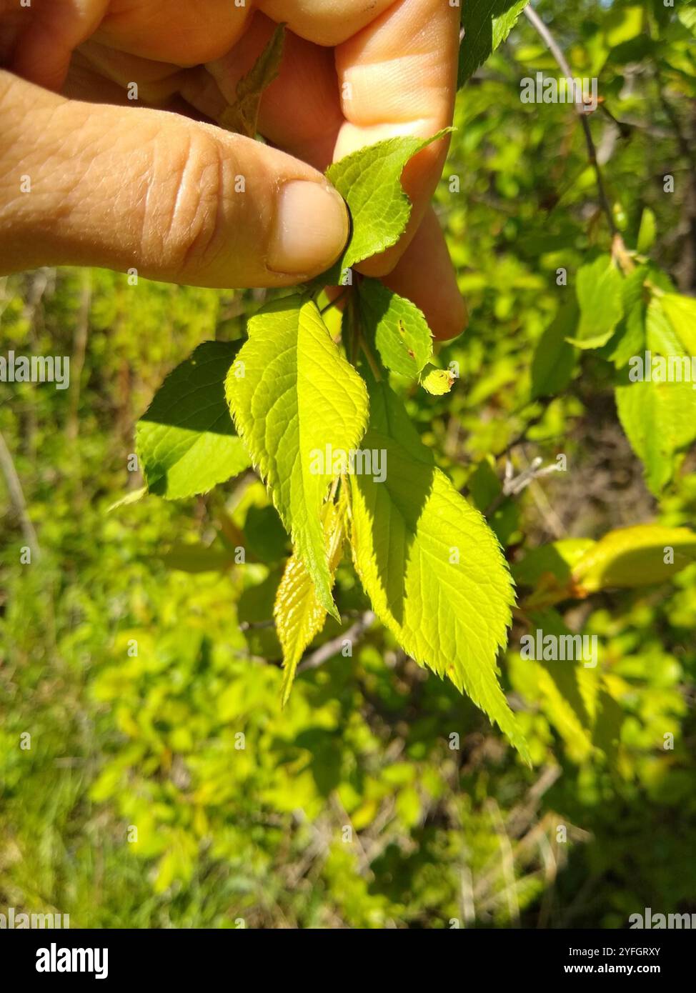 Canada plum prunus nigra hi-res stock photography and images - Alamy