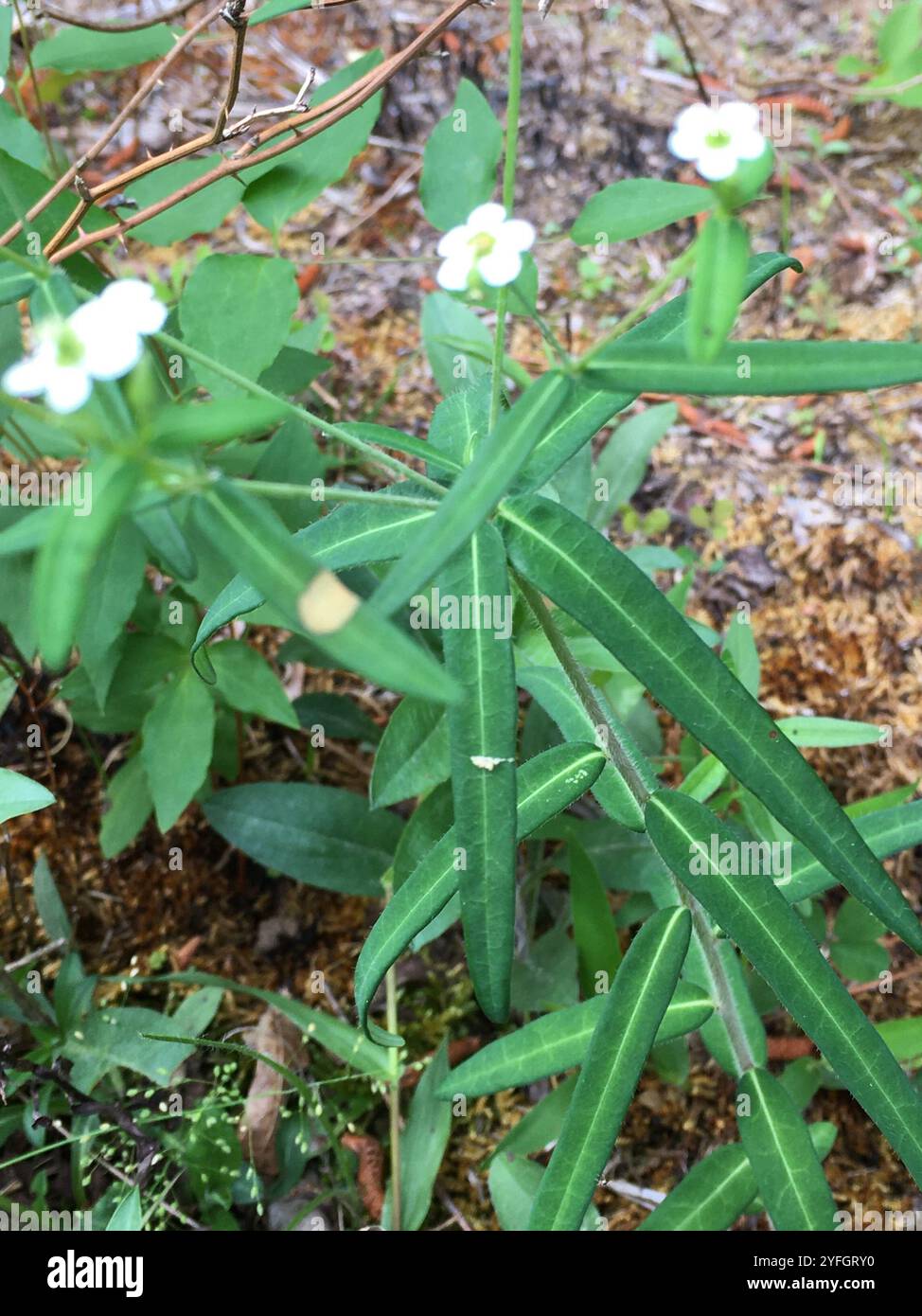 False Flowering Spurge (Euphorbia pubentissima Stock Photo - Alamy