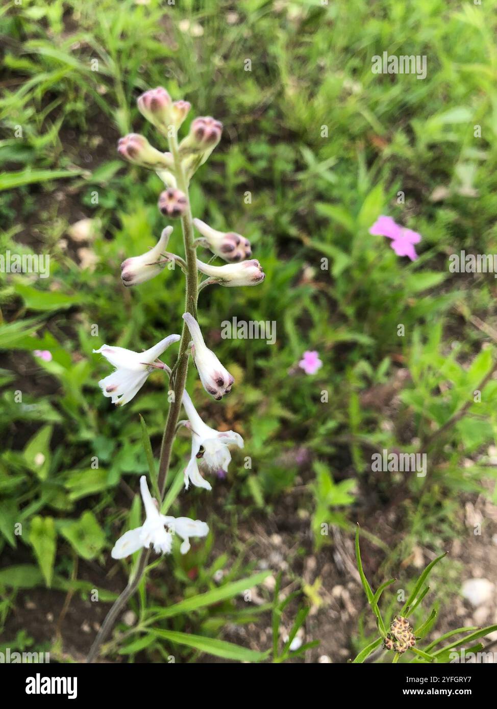 Wild Blue Larkspur (Delphinium carolinianum Stock Photo - Alamy