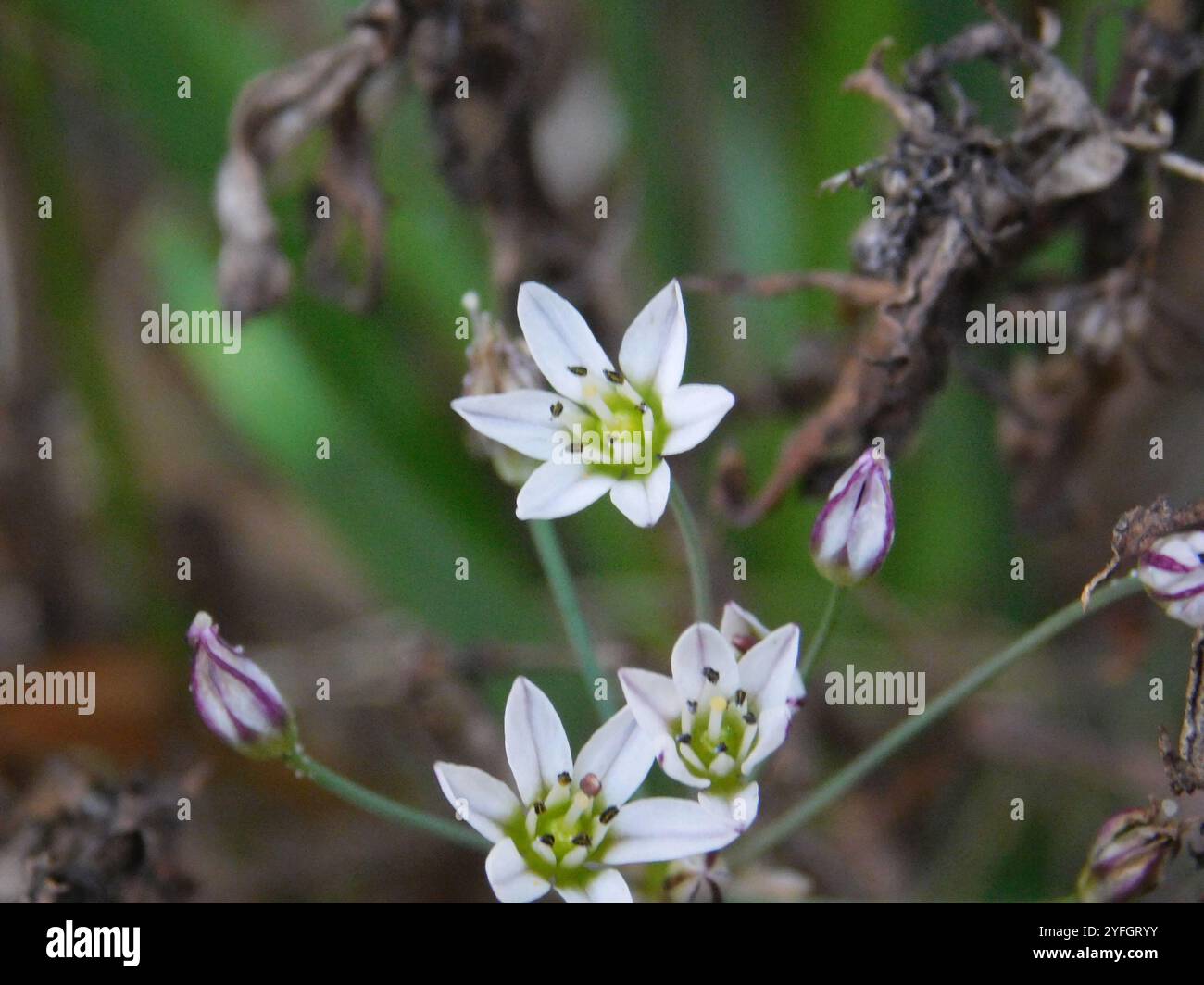Onion Weed (Nothoscordum gracile Stock Photo - Alamy
