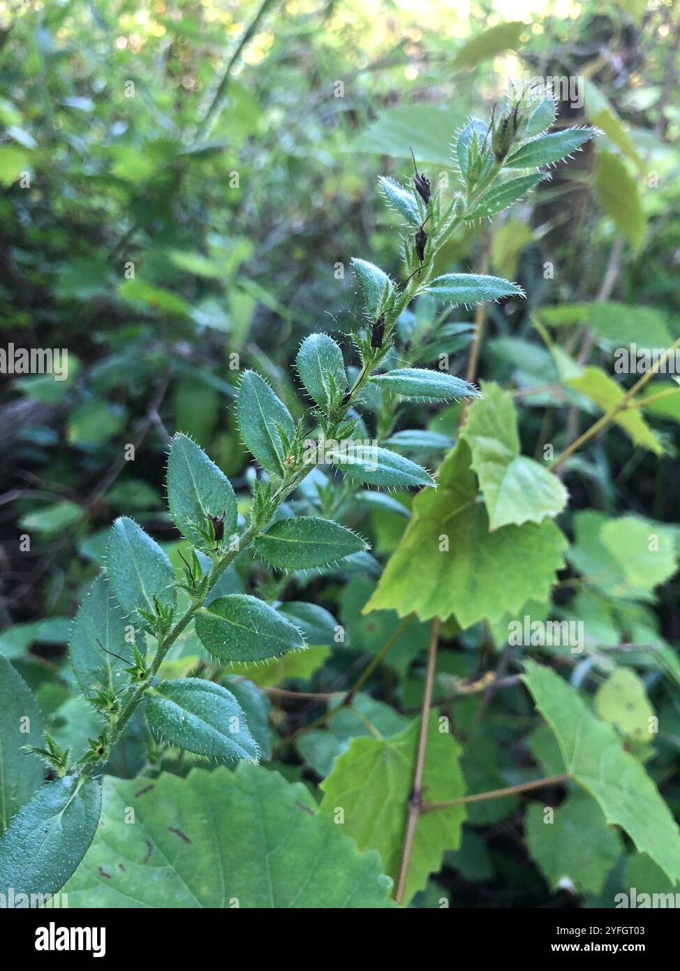 Virginia marbleseed (Lithospermum virginianum Stock Photo - Alamy