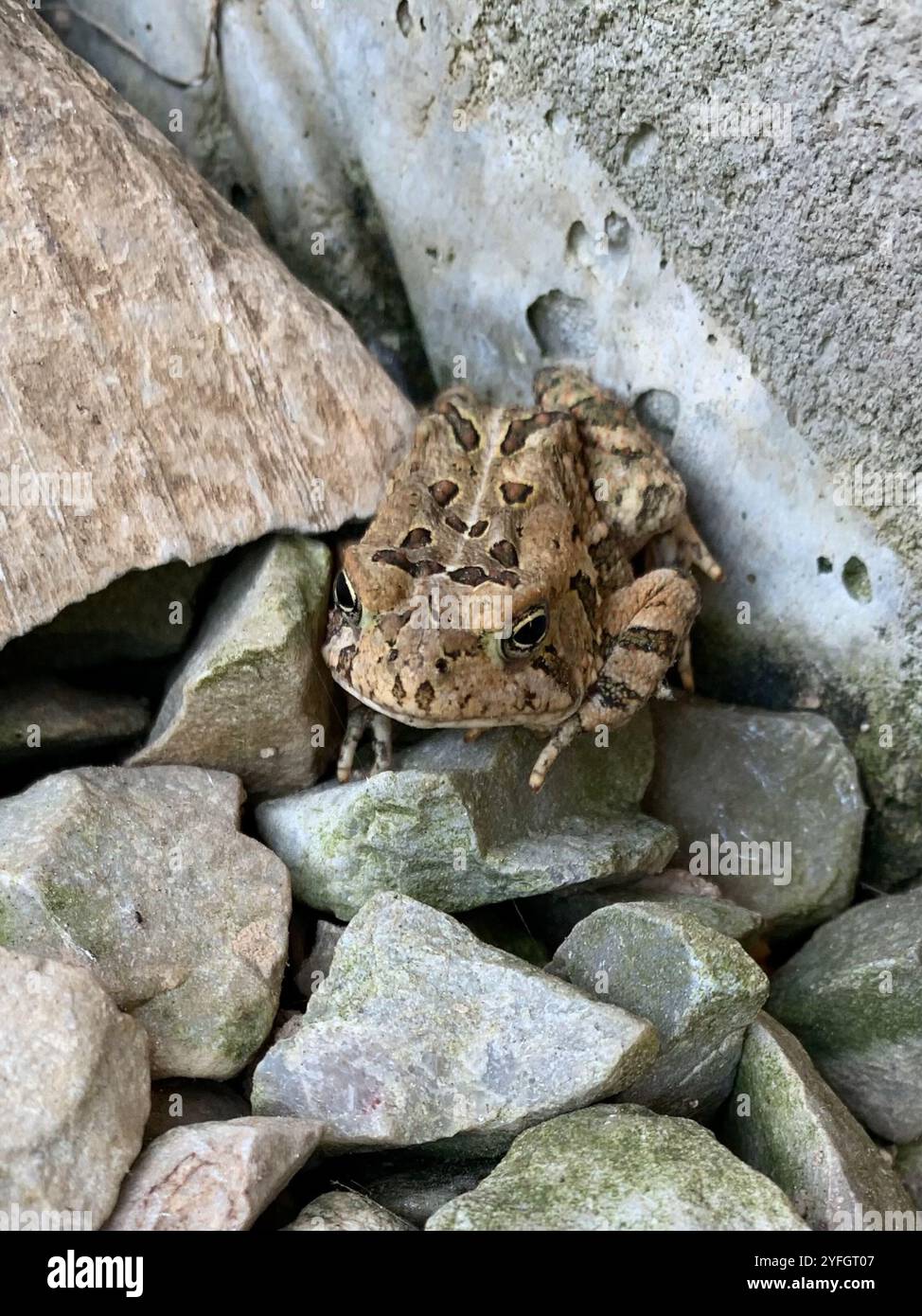 Fowler's Toad (Anaxyrus fowleri Stock Photo - Alamy