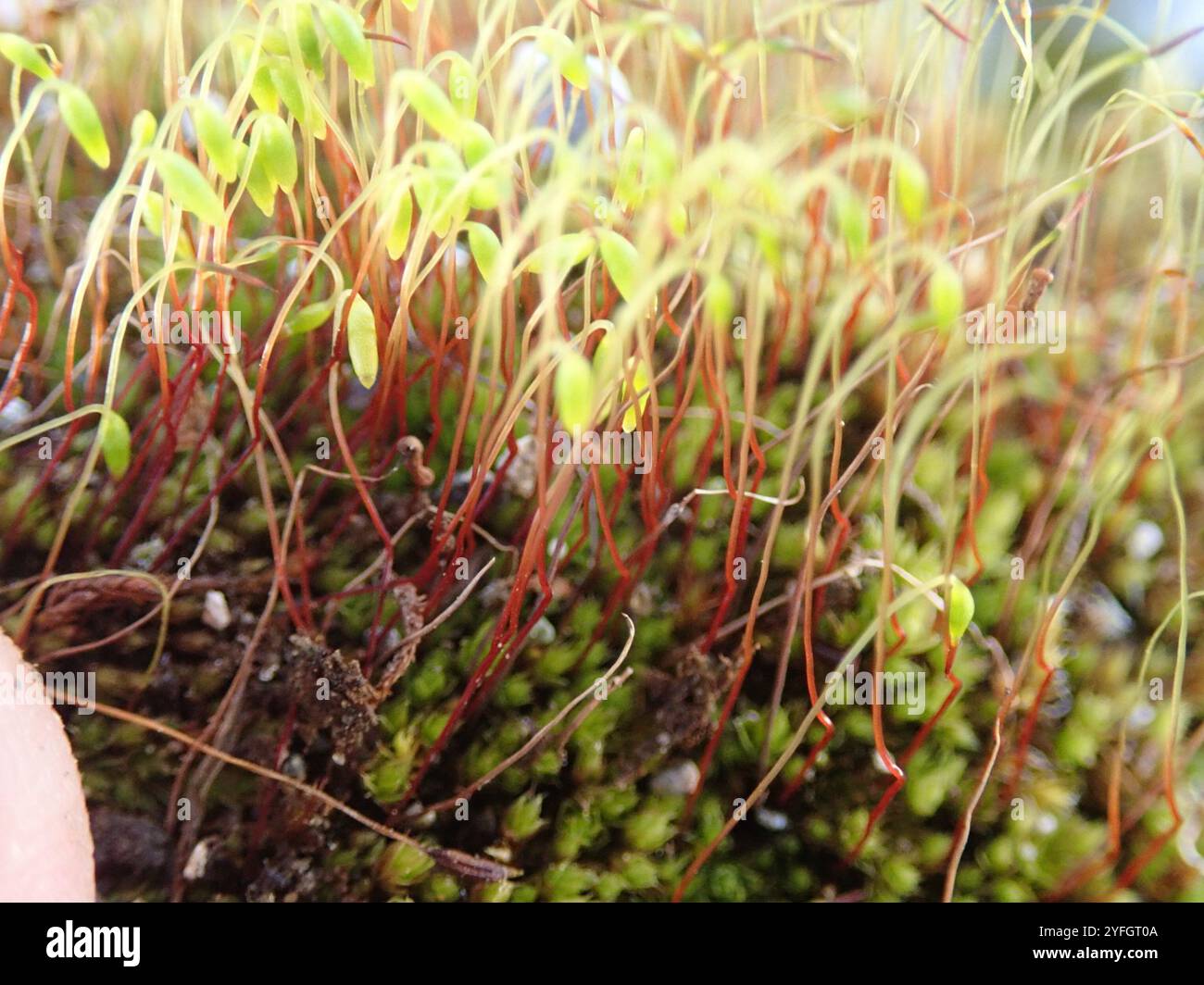 Bonfire moss (Funaria hygrometrica Stock Photo - Alamy