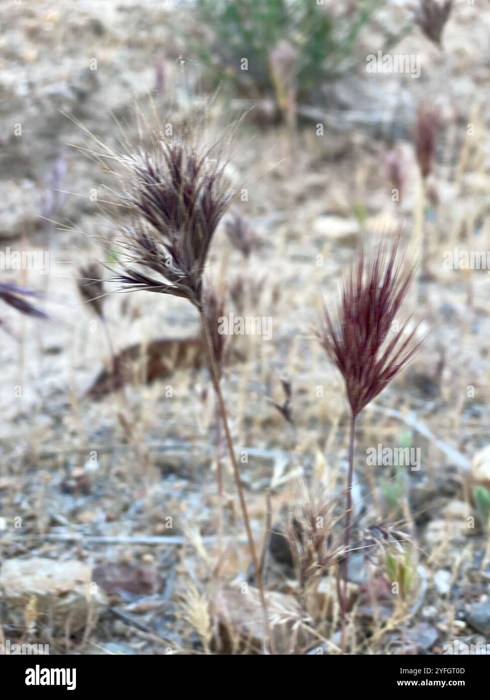 Red brome bromus rubens hi-res stock photography and images - Alamy