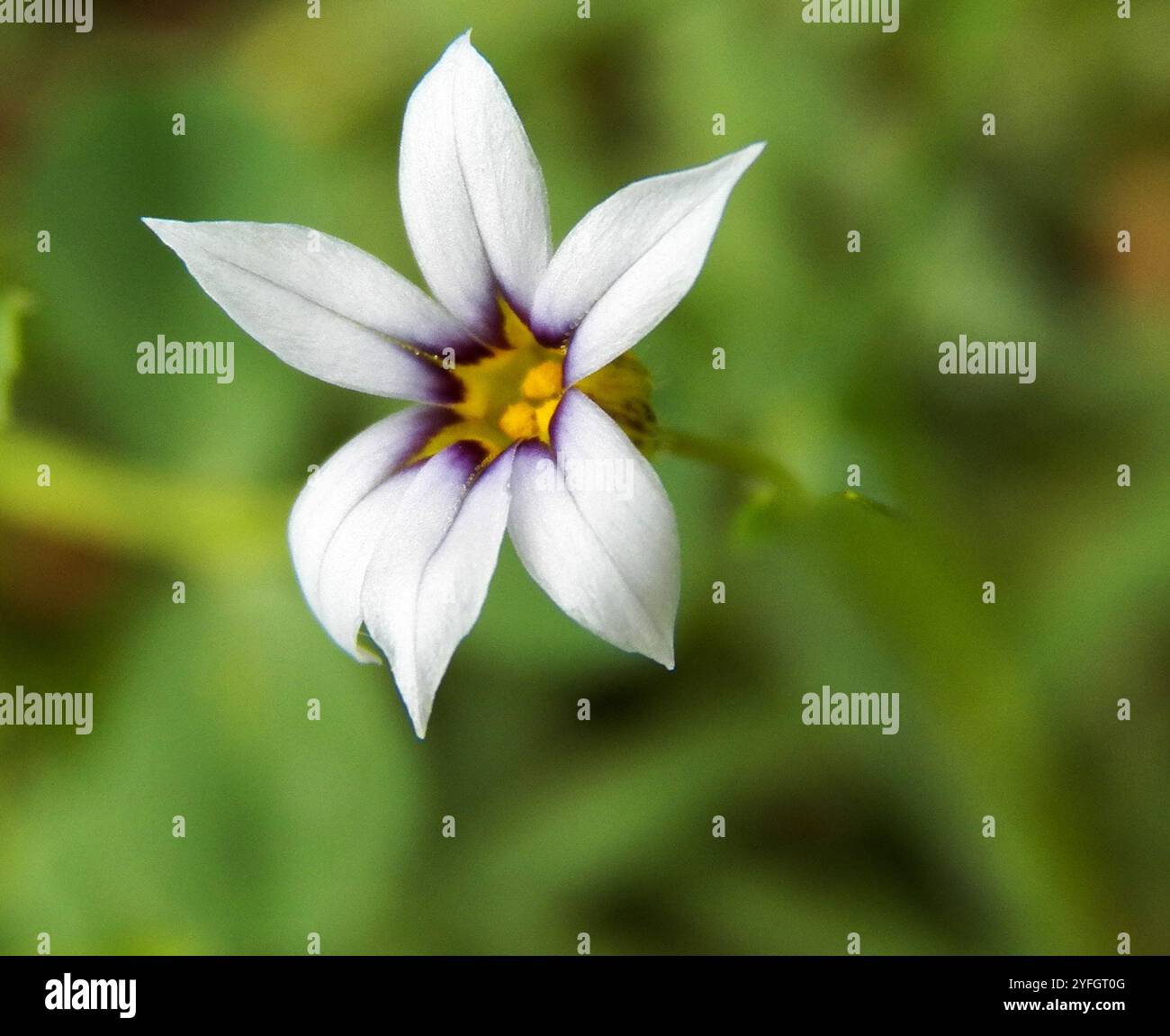 Pigroot hi-res stock photography and images - Alamy