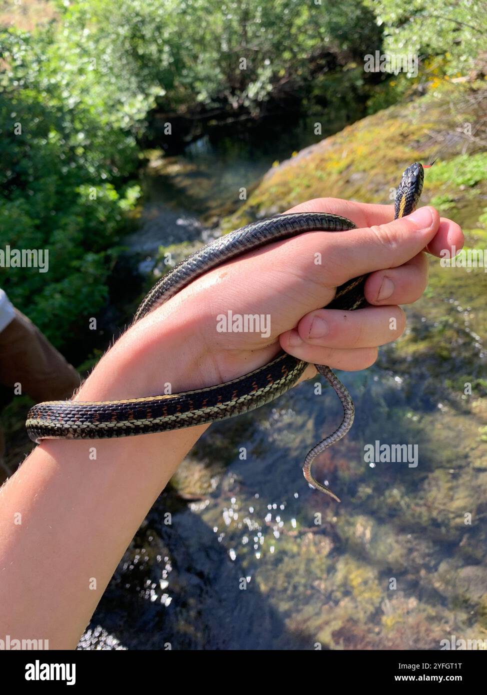 Valley Garter Snake (Thamnophis sirtalis fitchi Stock Photo - Alamy